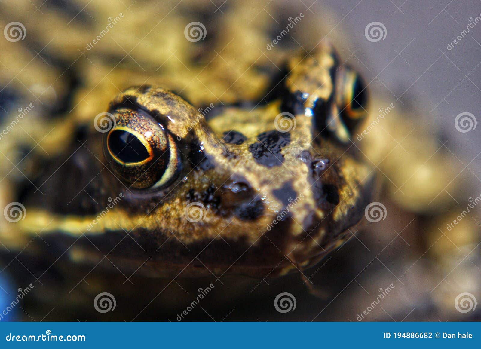 Common frog eye stock photo. Image of reptile, yellow - 194886682