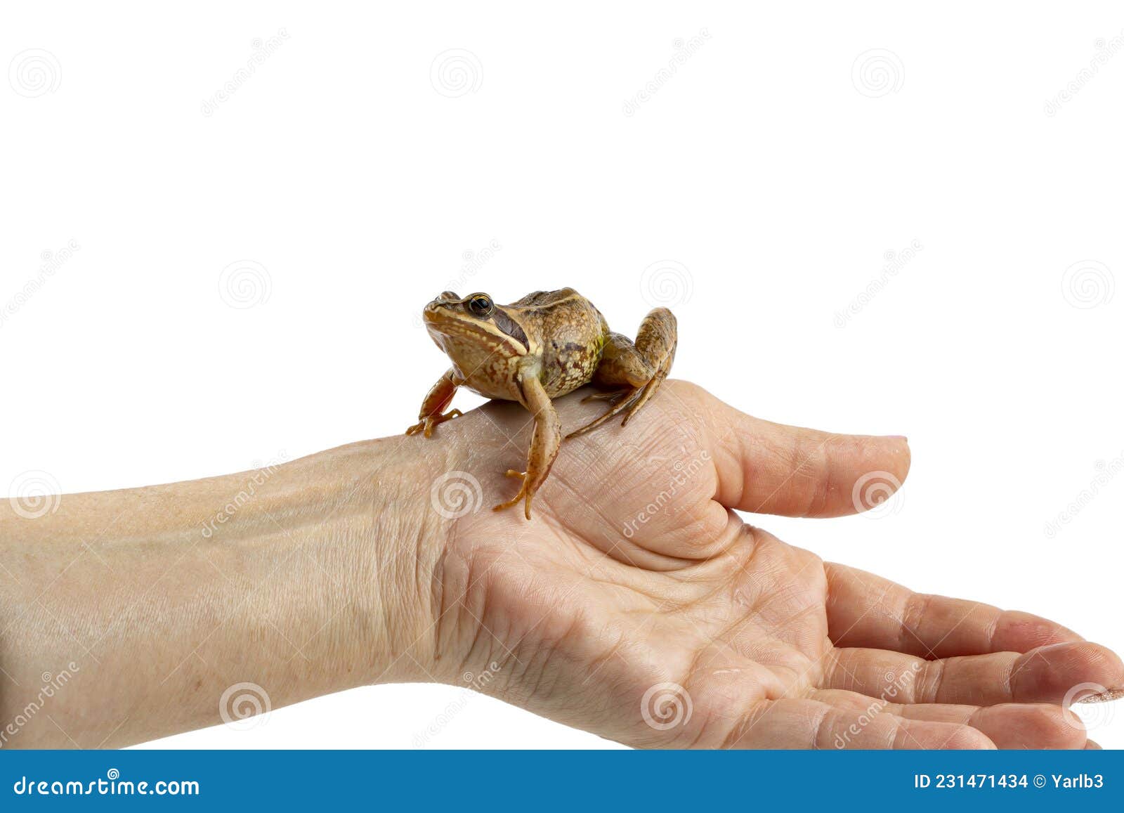 Common Frog on Female Hand, Partner Search Concept Stock Photo - Image ...