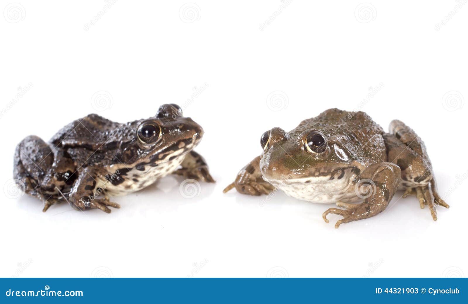 Common frog stock image. Image of studio, brown, perezi - 44321903