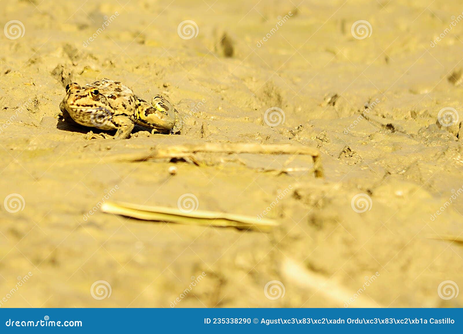 Common Frog, in Its Aquatic Environment in Freedom. Stock Photo - Image ...