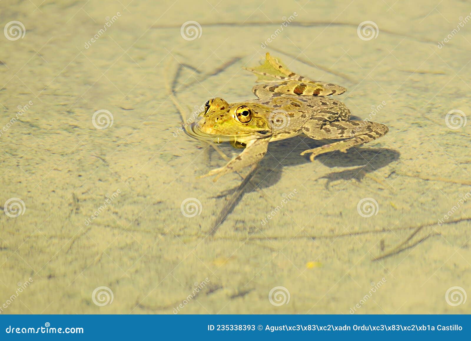 Common Frog, in Its Aquatic Environment in Freedom. Stock Image - Image ...