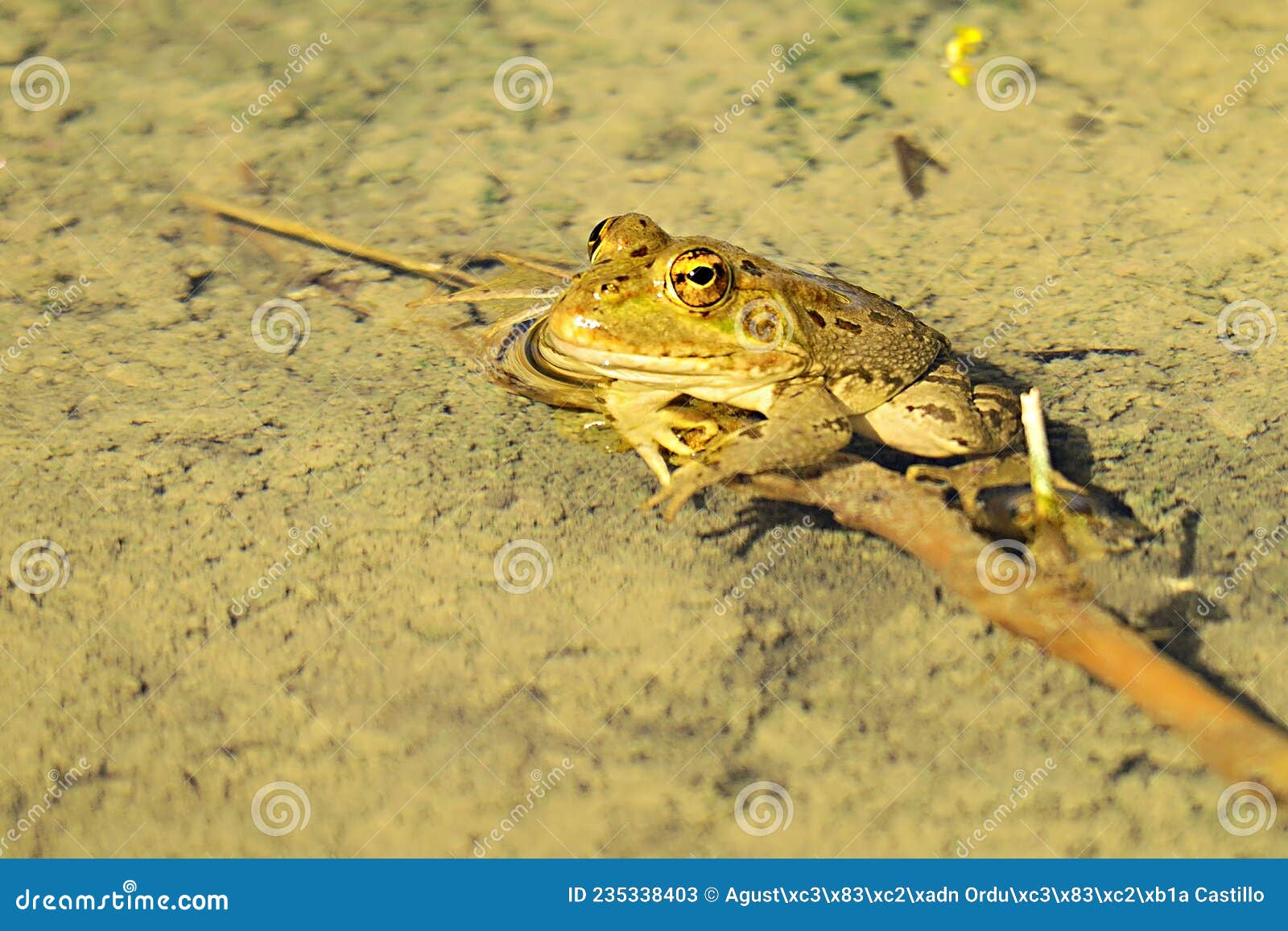 Common Frog, in Its Aquatic Environment in Freedom. Stock Image - Image ...