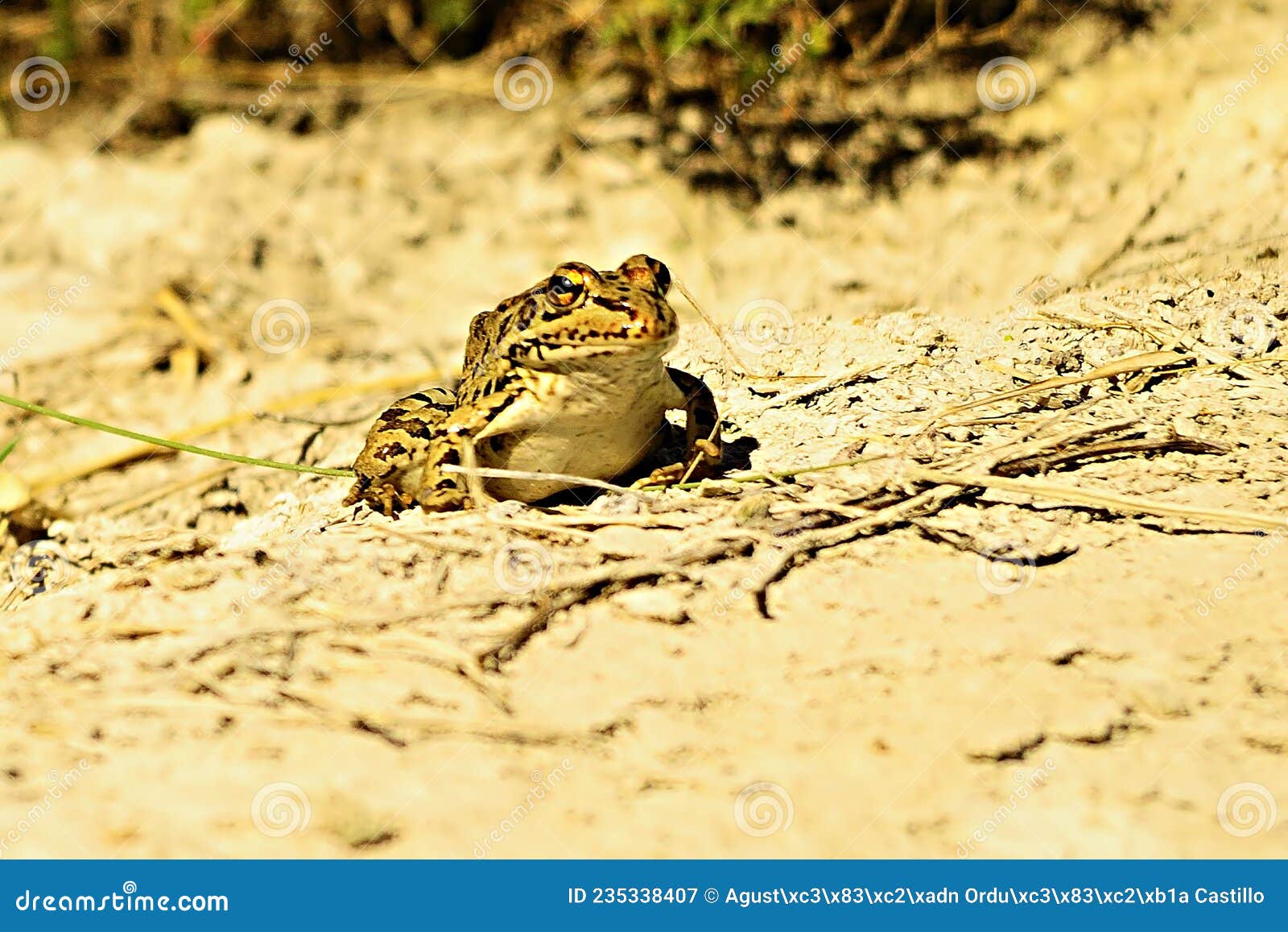 Common Frog, in Its Aquatic Environment in Freedom. Stock Image - Image ...