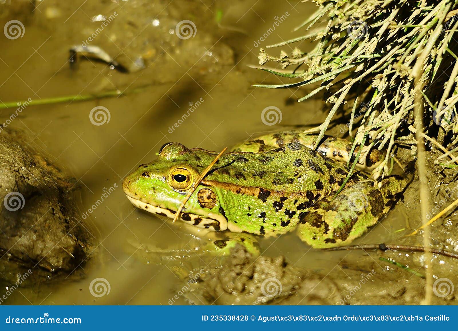 Common Frog, in Its Aquatic Environment in Freedom. Stock Photo - Image ...