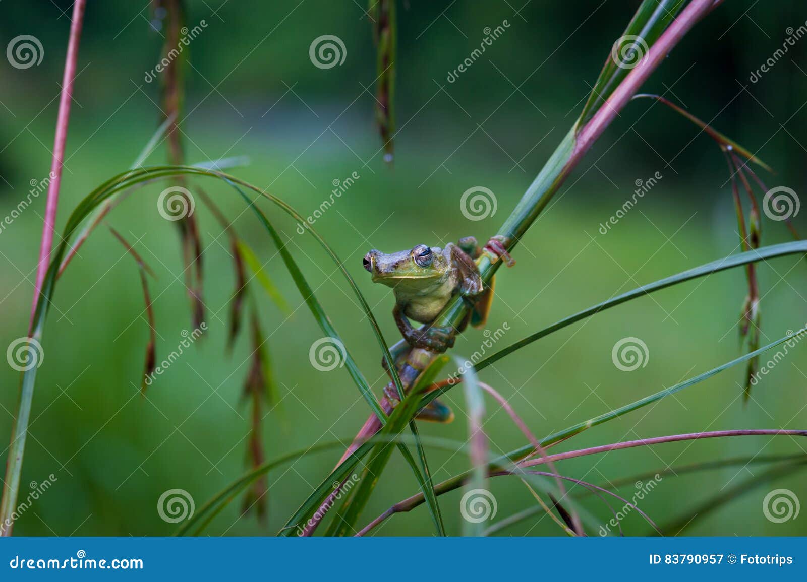 Common Frog Macro, Portrait in Its Environment. Thailand Stock Image ...