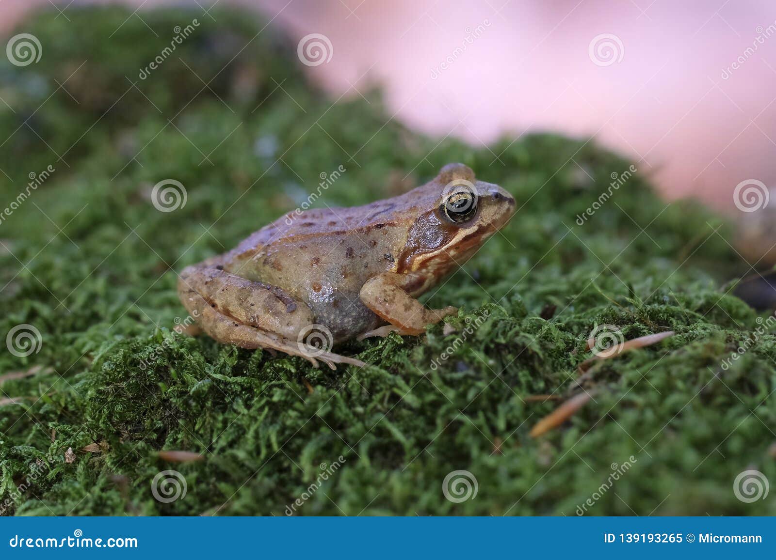 Common Frog on Moss - Macro Shot Stock Image - Image of leaves, macro ...
