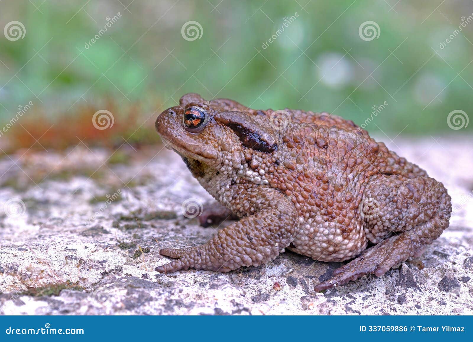 Common Frog in the Natural Ecosystem, Latin Name Bufo Bufo. a Large ...