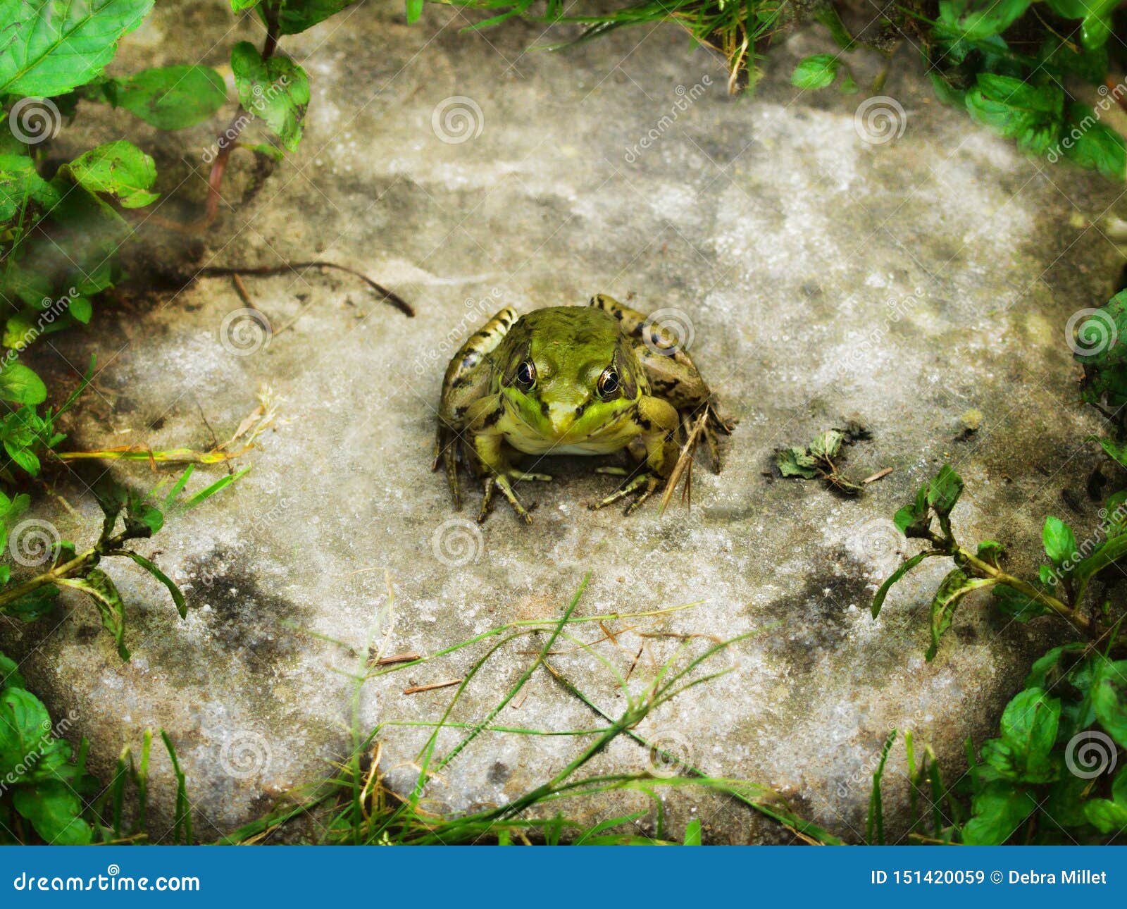 Common frog in nature stock image. Image of freshwater - 151420059
