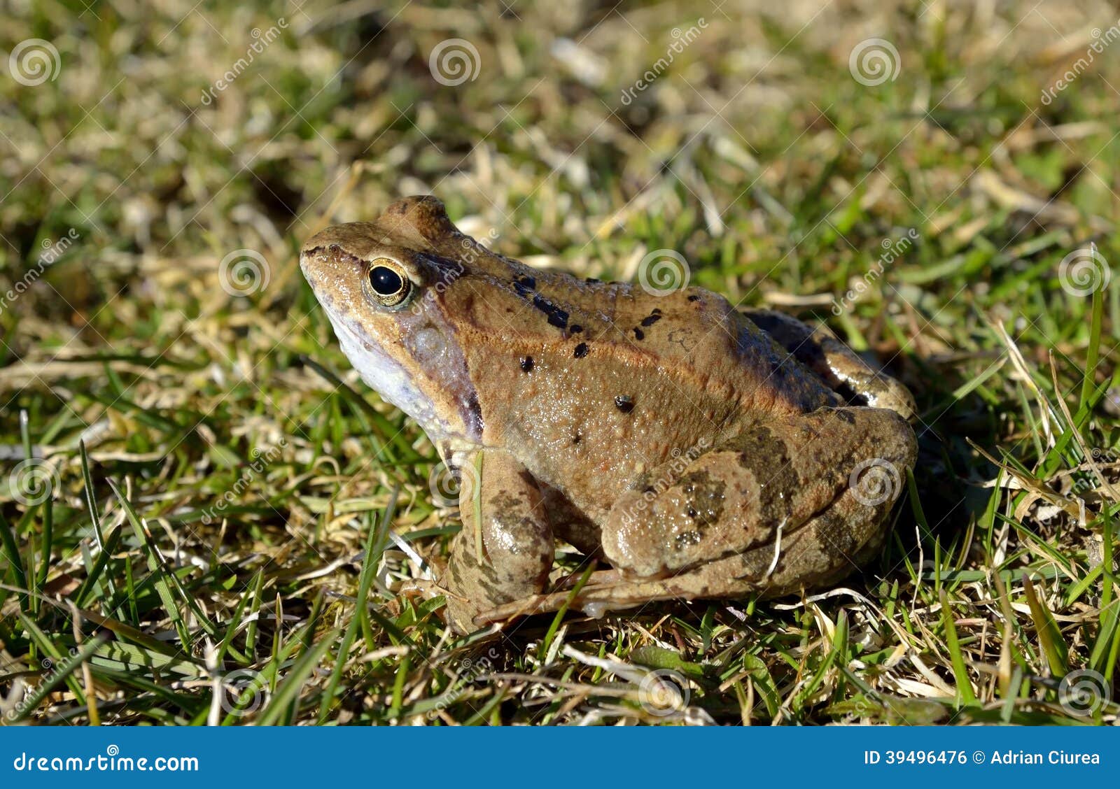 Common Frog (Rana Temporaria) Stock Photo - Image of amphibian, nature ...