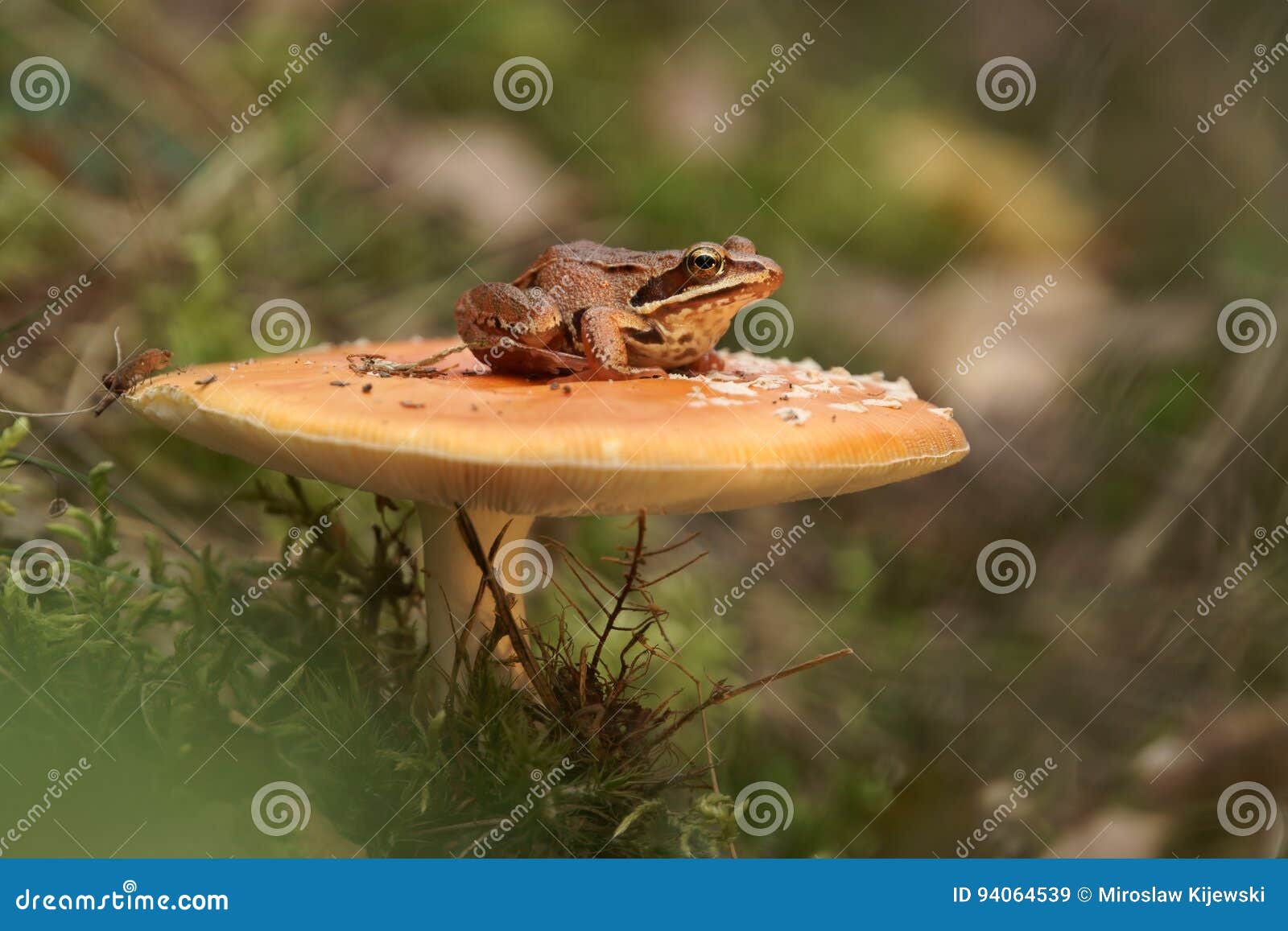 Common Frog Rana Temporaria and the Mushroom Toadstool Stock Image ...