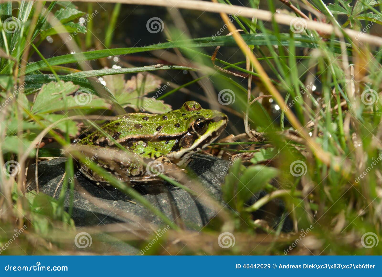 Common frog stock image. Image of small, tiny, frog, grass - 46442029