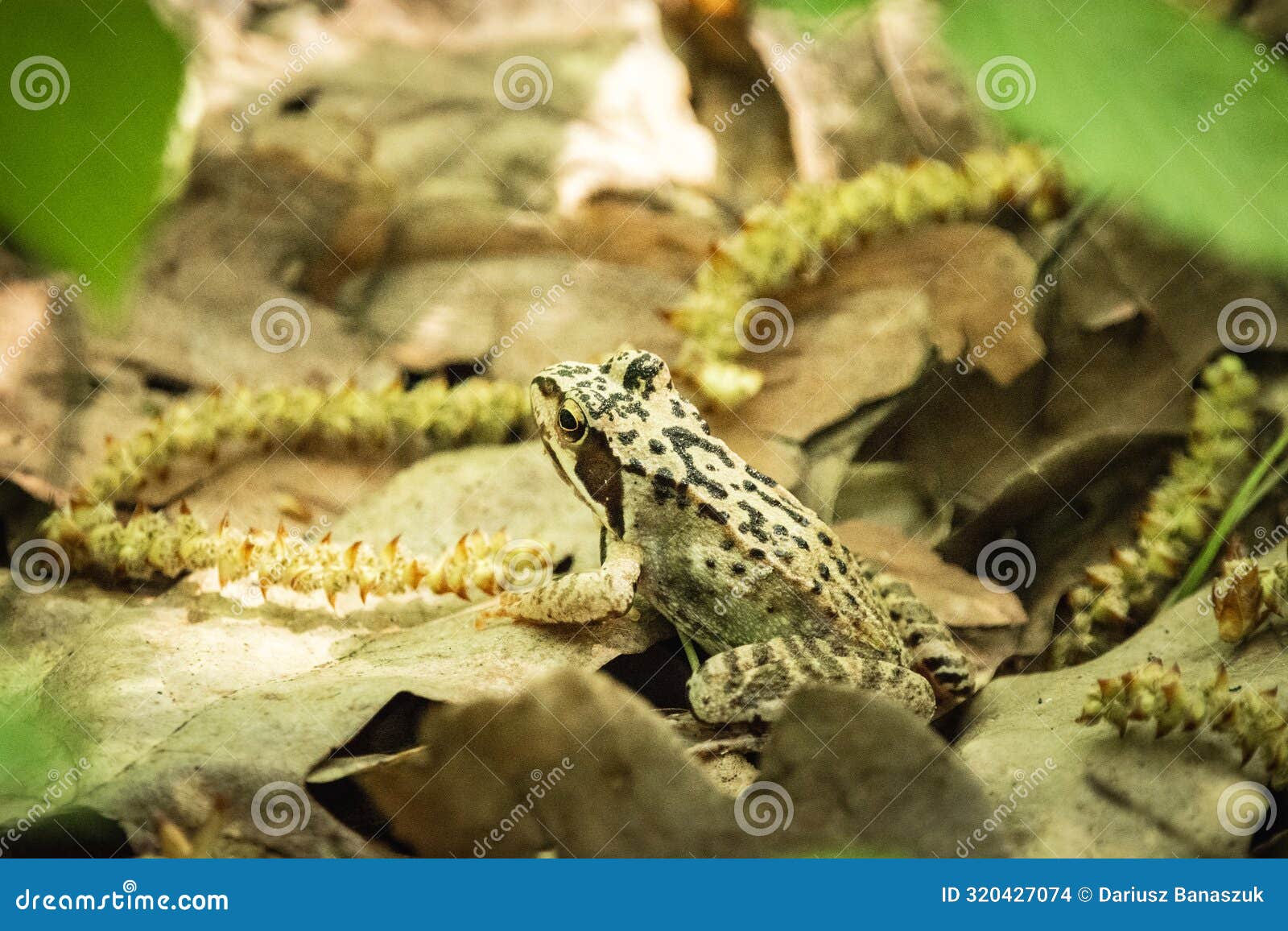 Common Frog Sitting in the Leaves Stock Photo - Image of horizontal ...
