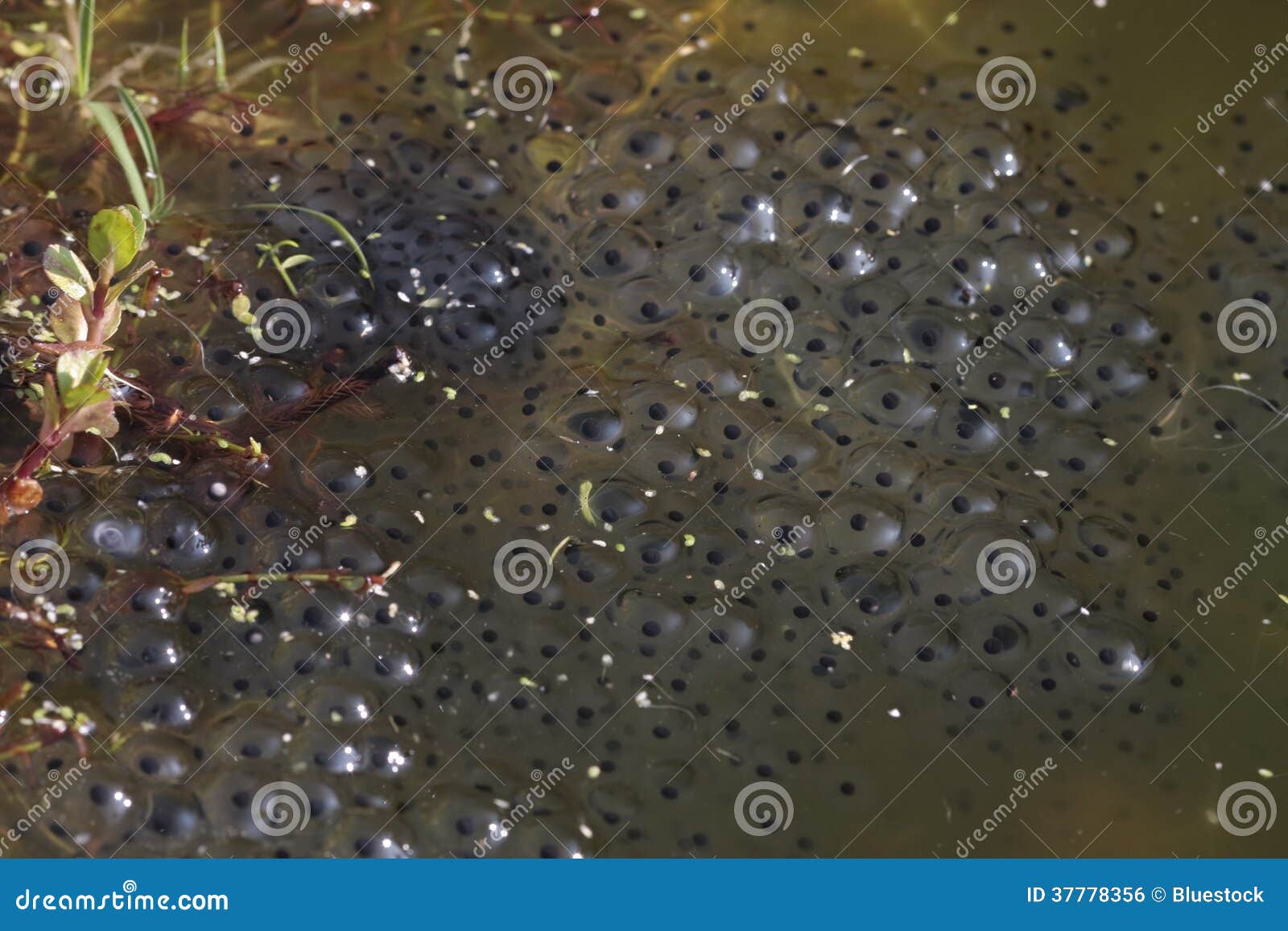 Common frog spawn stock photo. Image of wildlife, garden - 37778356