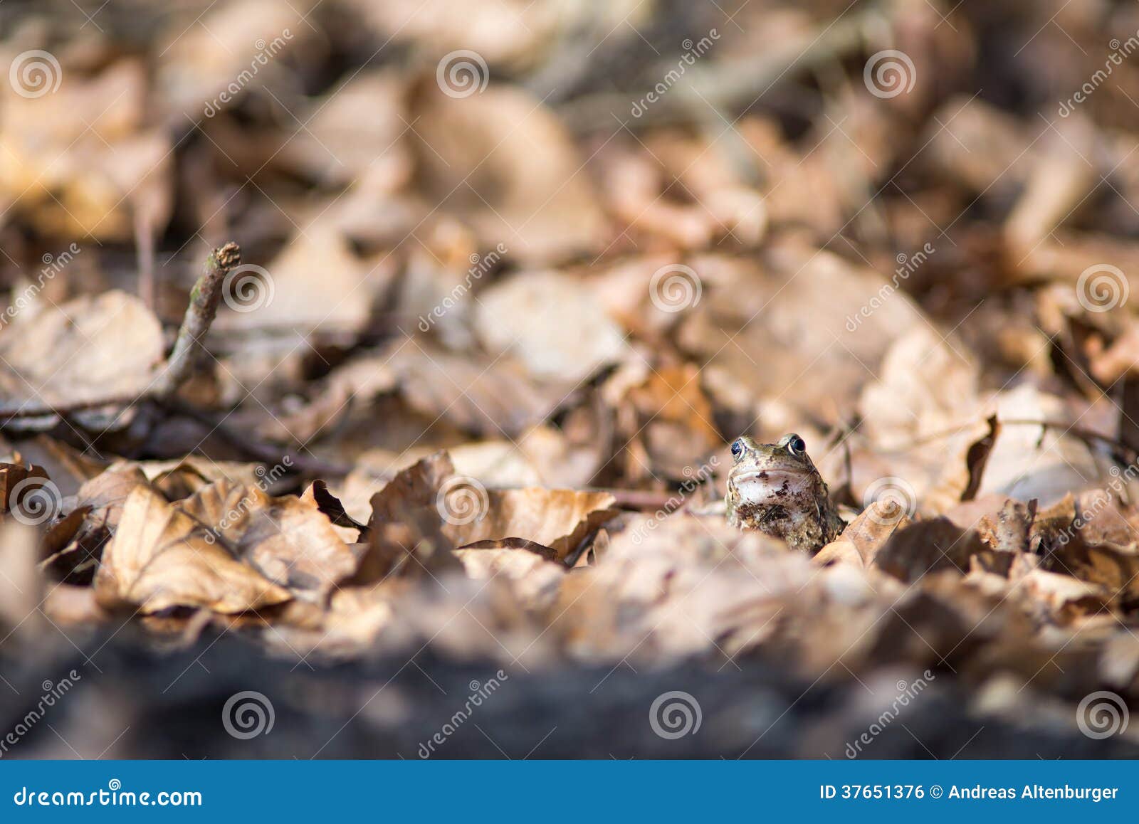 Common frog in spring stock photo. Image of male, nature - 37651376