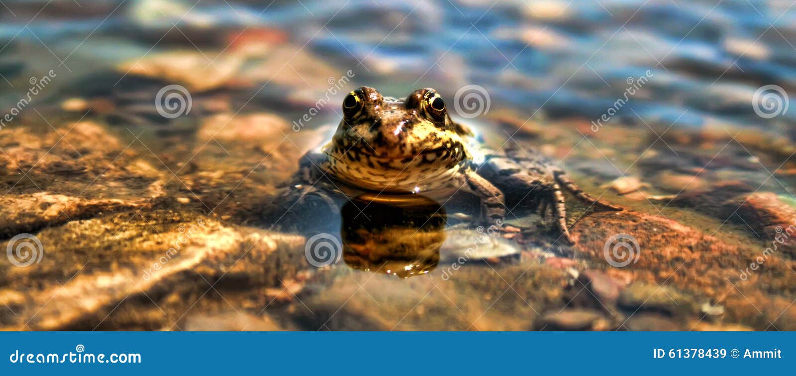 Common Frog Submerged Low Angle Stock Image - Image of beautiful, skin ...