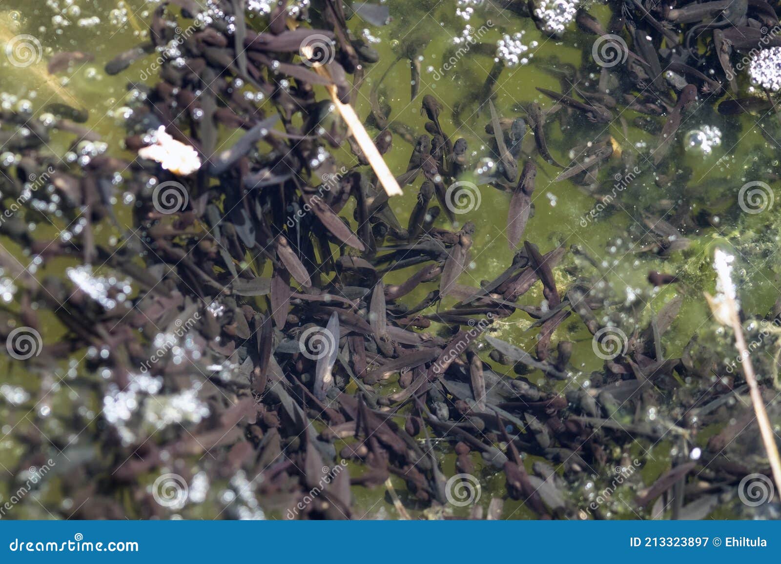 Frog Tadpoles Swimming In Plastic Container On Bank Of Pond. Stock ...