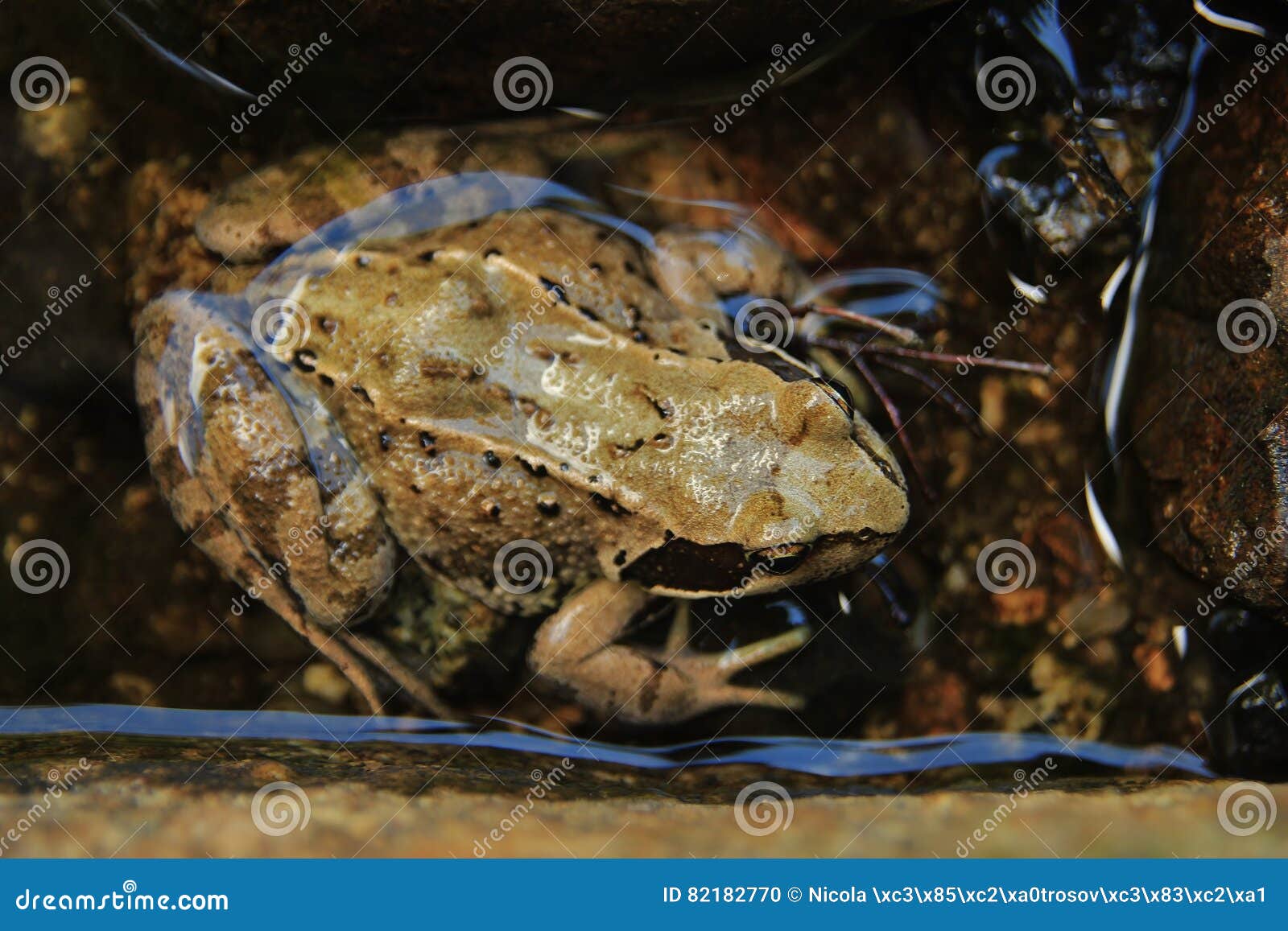 Common Frog stock photo. Image of cold, brown, water - 82182770