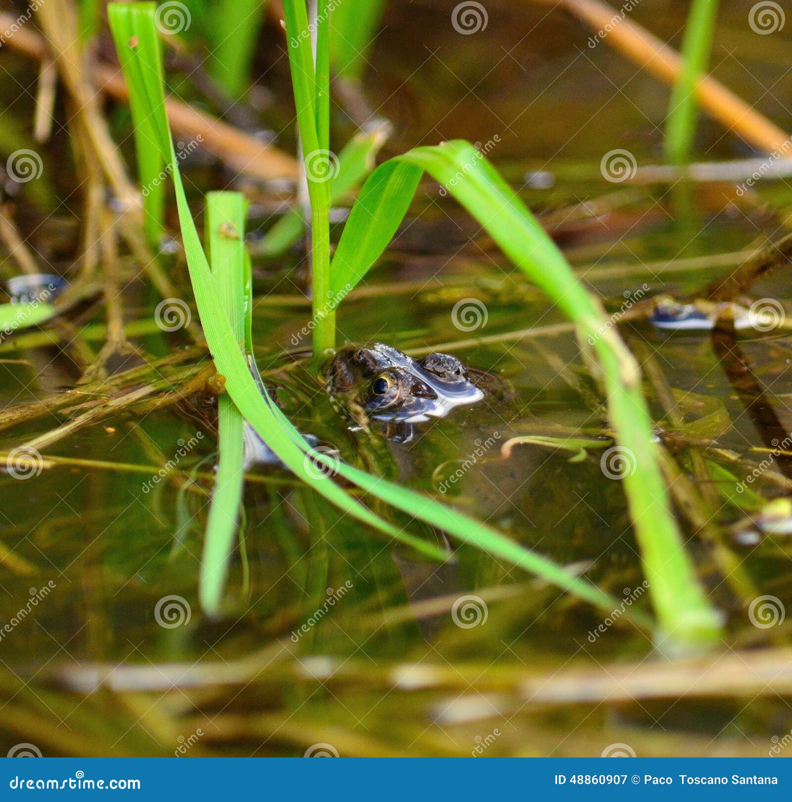 Common Frog in a Water Puddle Stock Image - Image of anuran, frog: 48860907