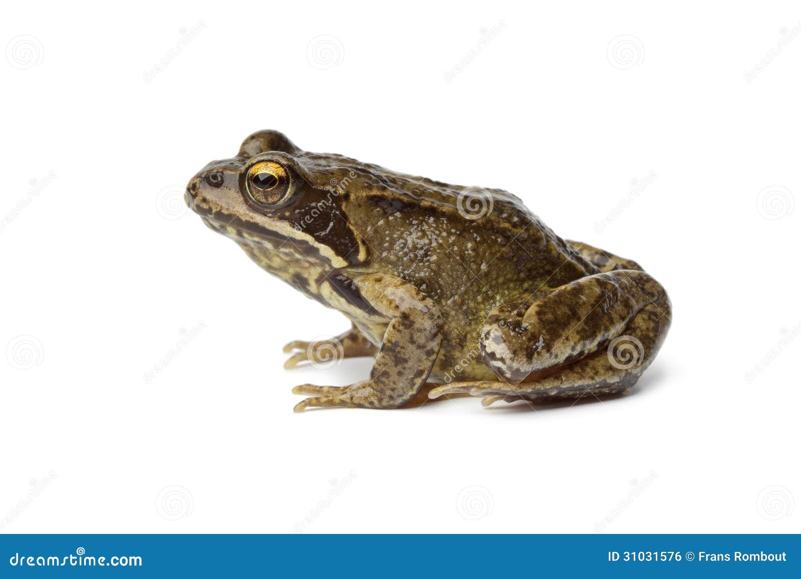 Common frog stock photo. Image of close, profil, wildlife - 31031576