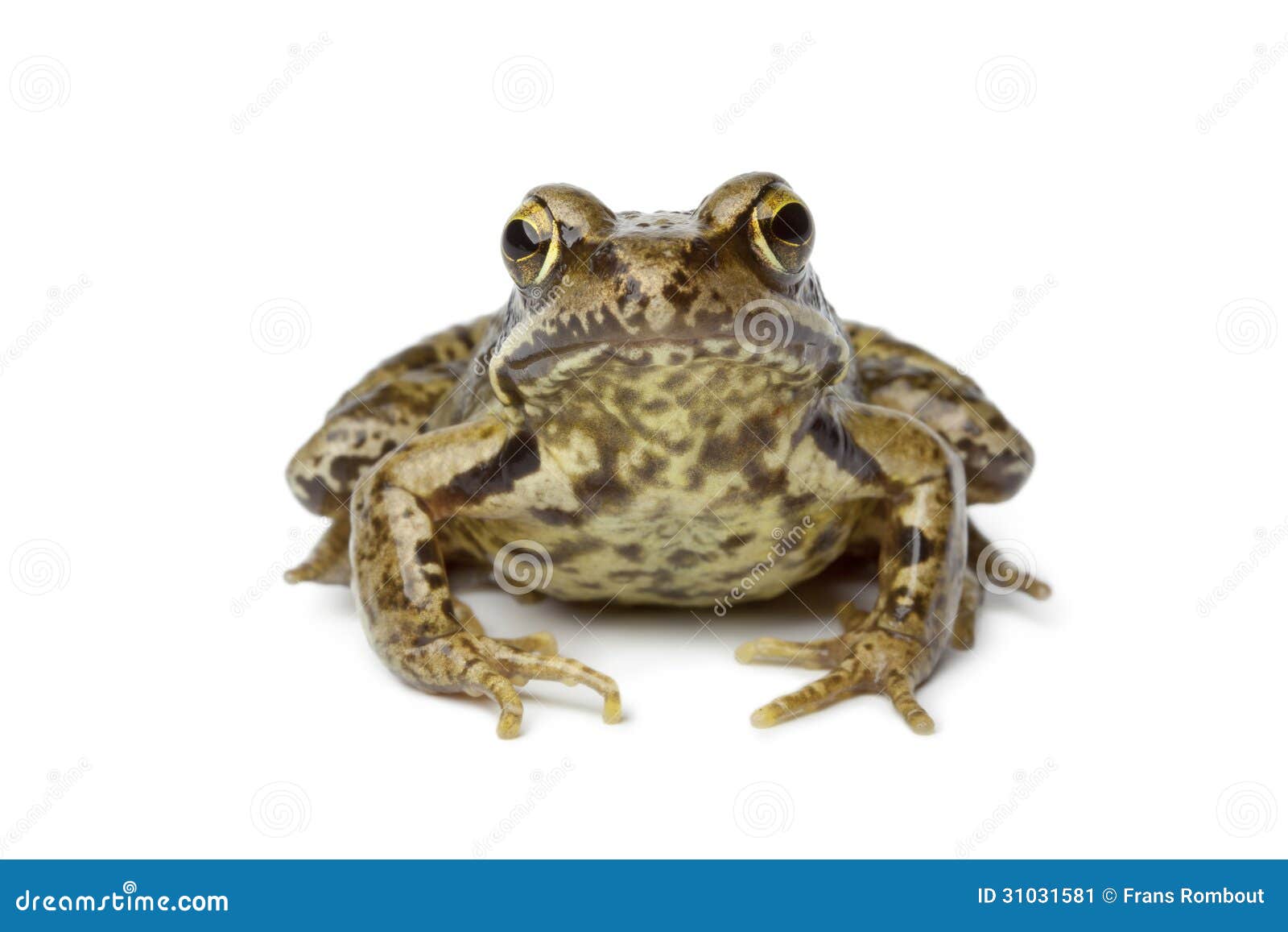 Common frog stock image. Image of white, amphibian, face - 31031581
