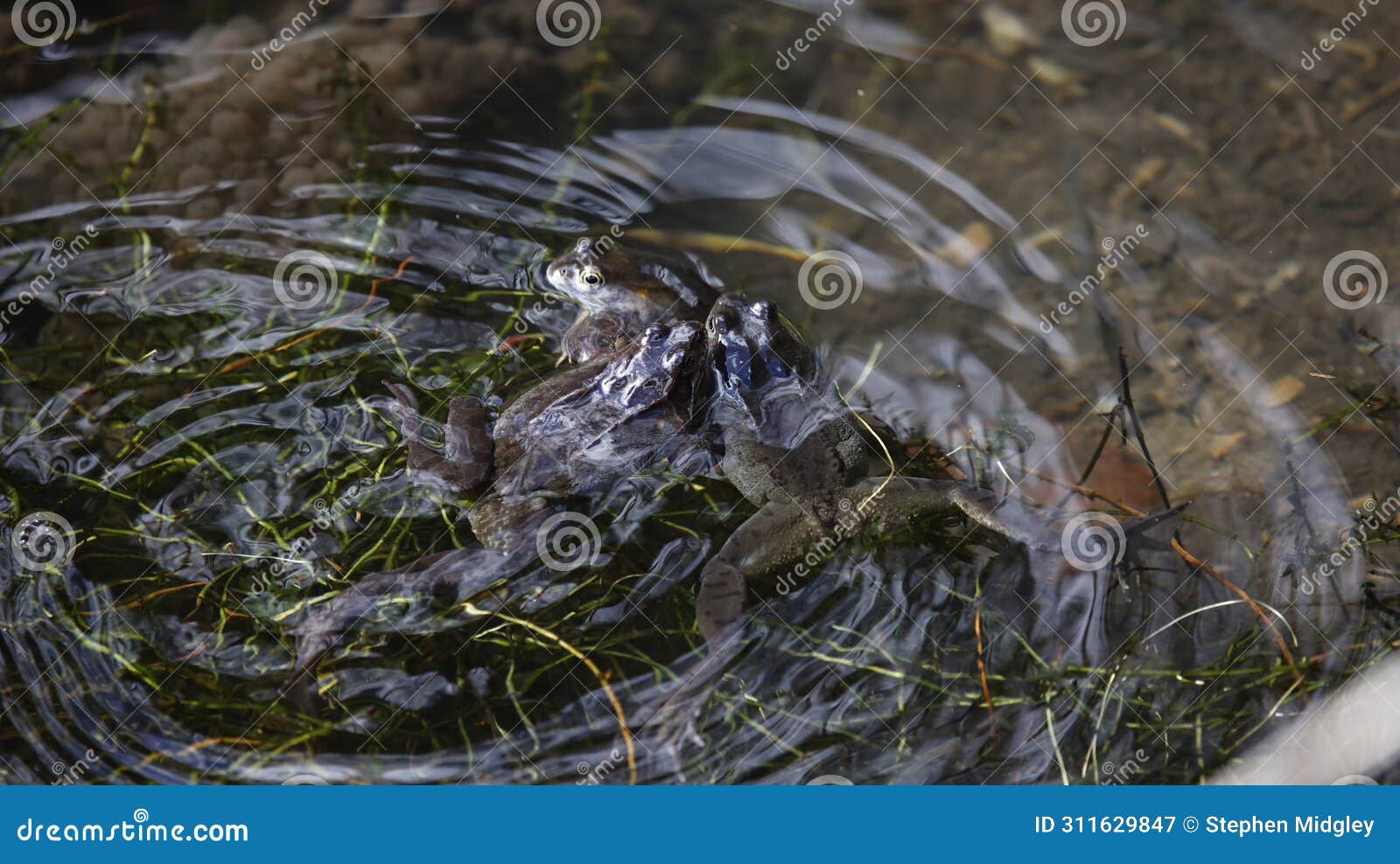 Common Frogs Breeding in a Pond Stock Image - Image of birdwatching, wading: 311629847