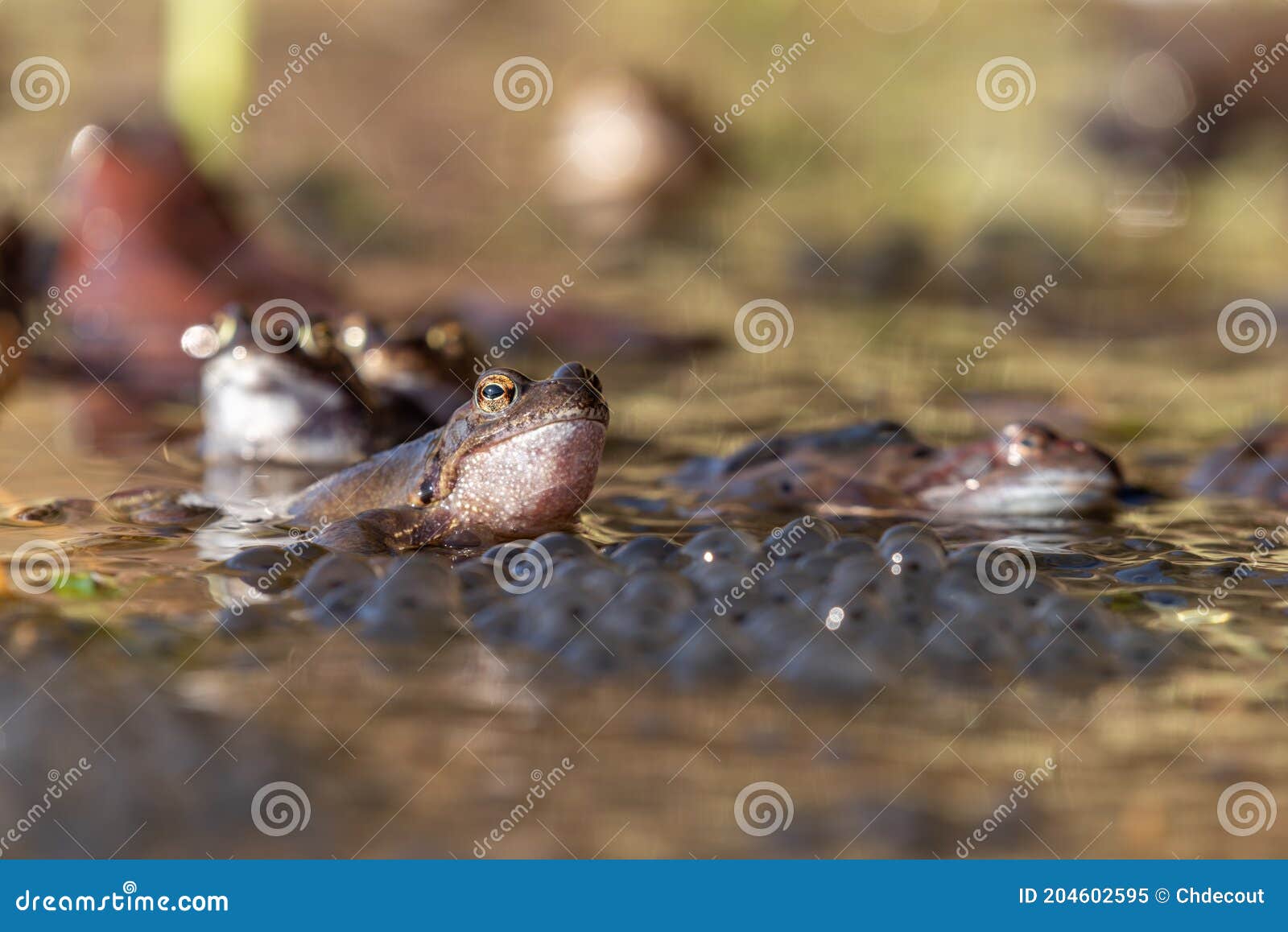 Common Frogs Laying Eggs in a Marsh Stock Image - Image of pond ...