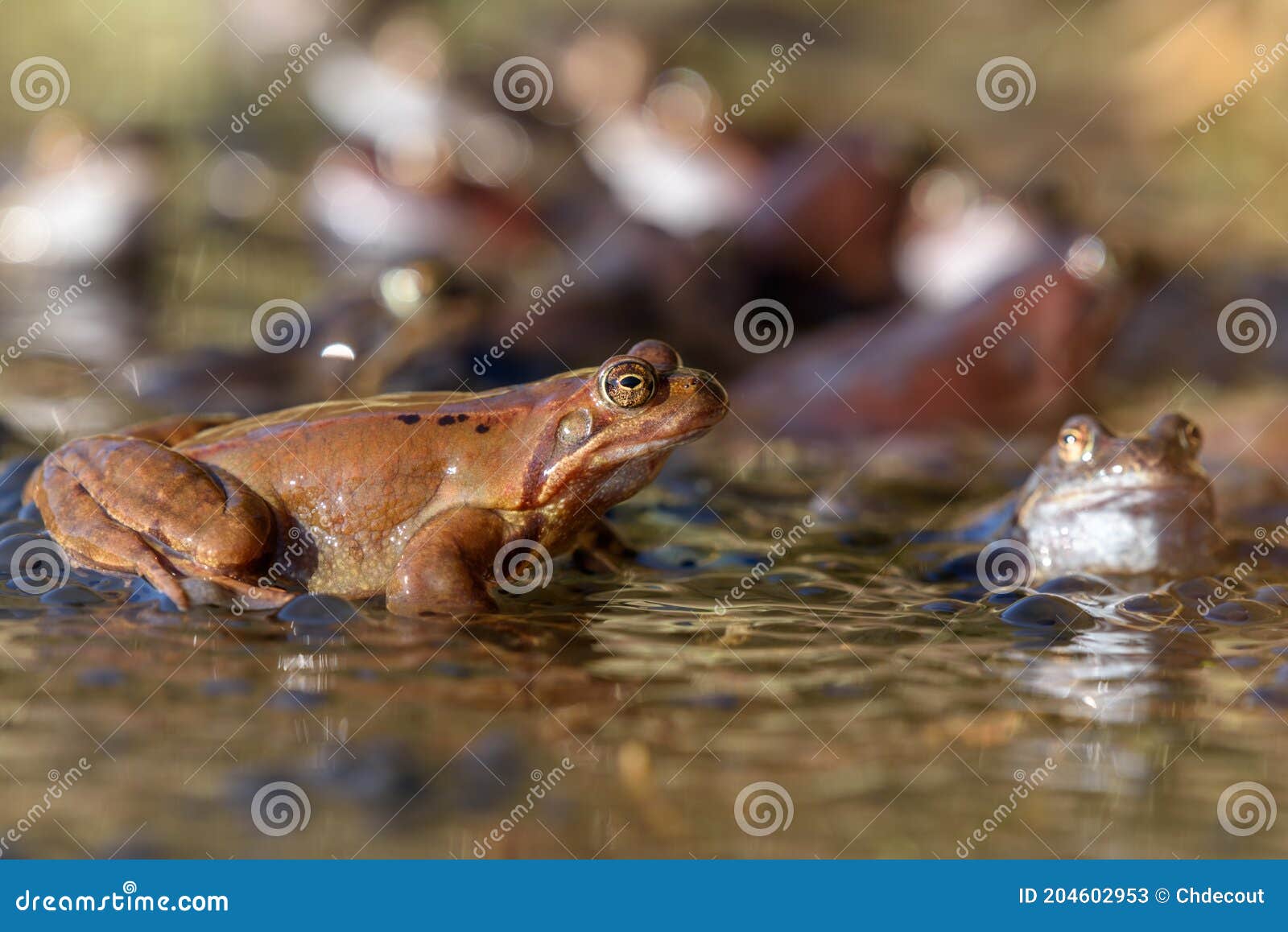Common Frogs Laying Eggs in a Marsh Stock Image - Image of spawn ...