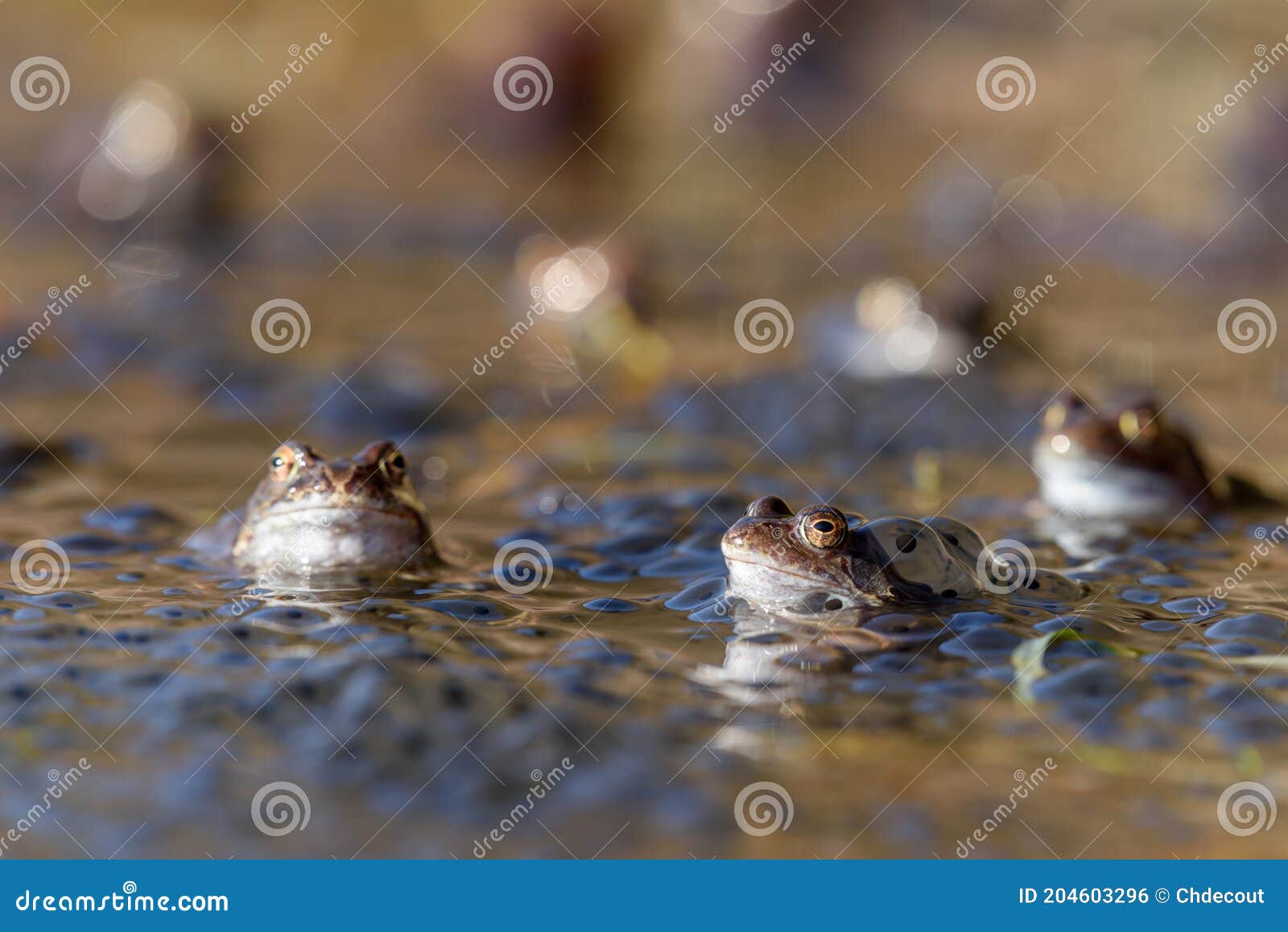 Common Frogs Laying Eggs in a Marsh Stock Photo - Image of summer ...