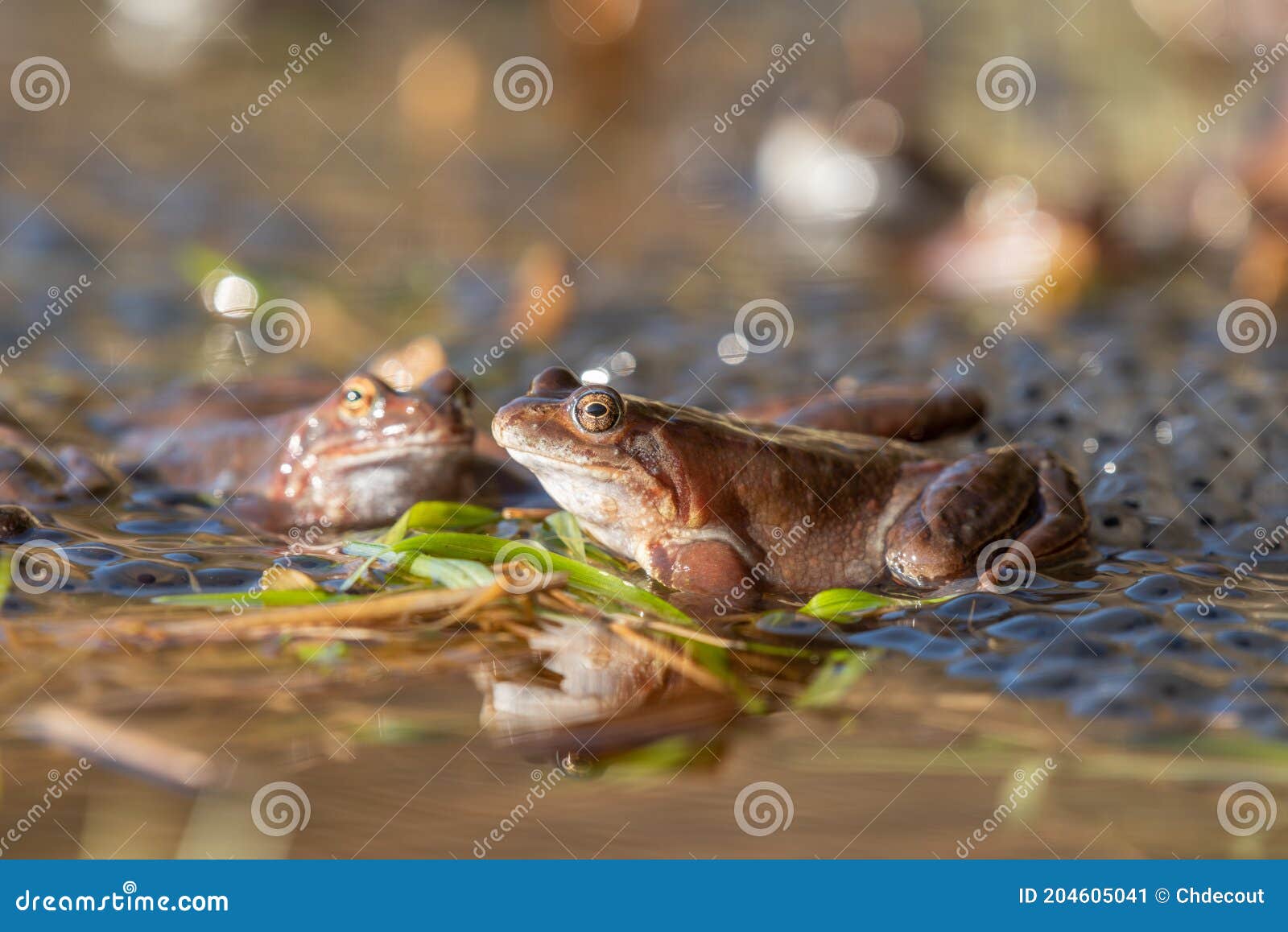 Common Frogs Laying Eggs in a Marsh Stock Image - Image of spawn ...