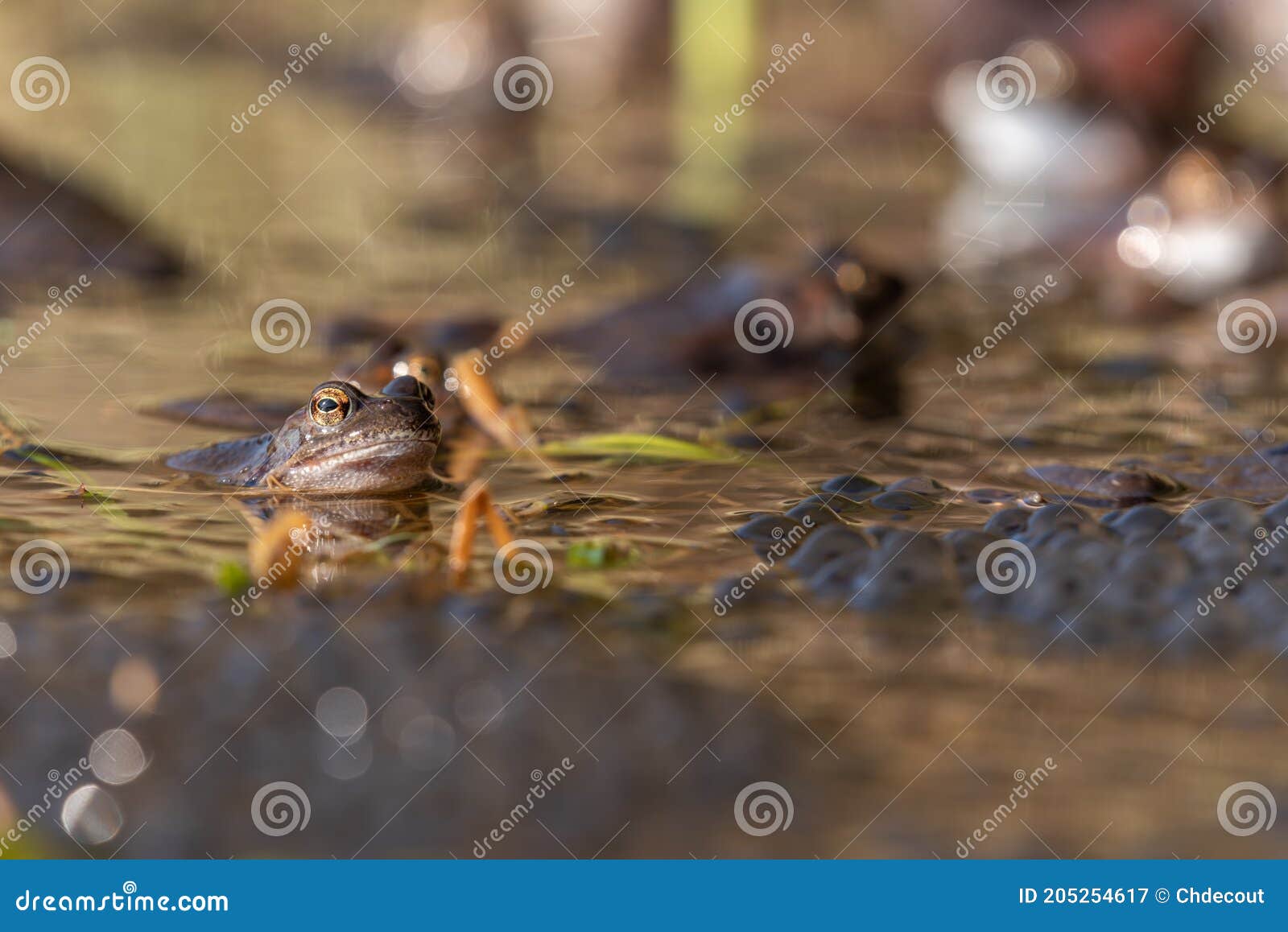 Common Frogs Laying Eggs in a Marsh Stock Image - Image of swamps ...