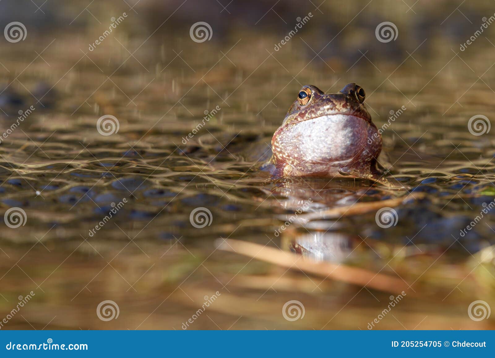 Common Frogs Laying Eggs in a Marsh Stock Image - Image of outdoor ...