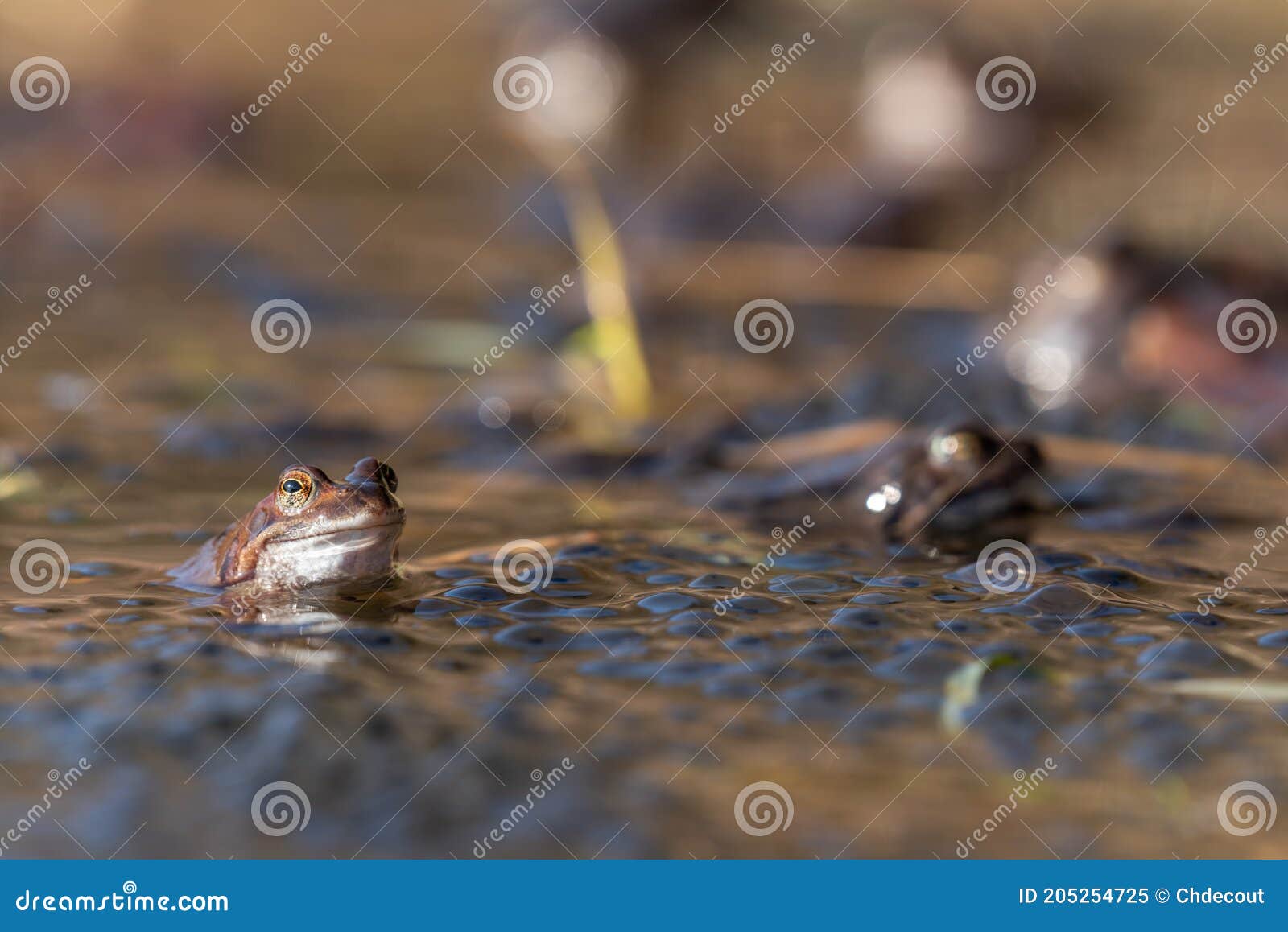 Common Frogs Laying Eggs in a Marsh Stock Image - Image of outdoors ...