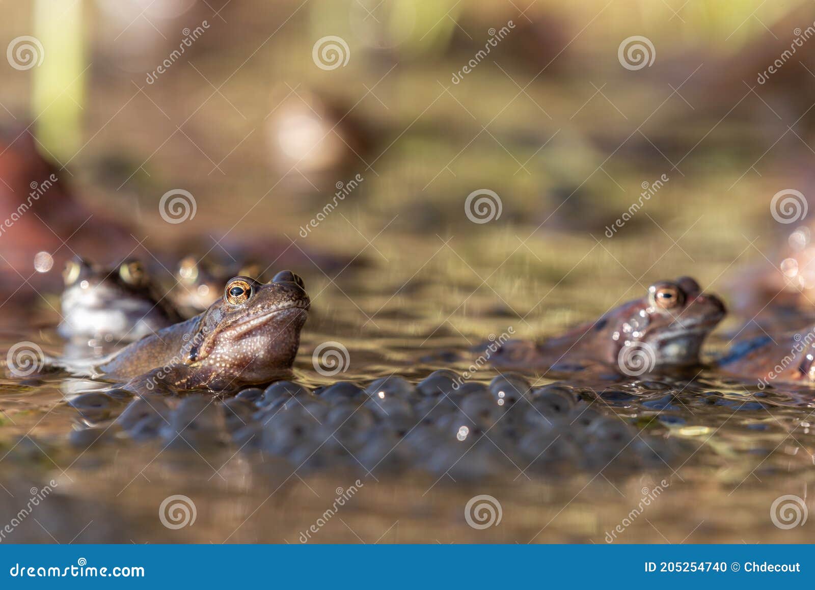 Common Frogs Laying Eggs in a Marsh Stock Photo - Image of pond, river ...