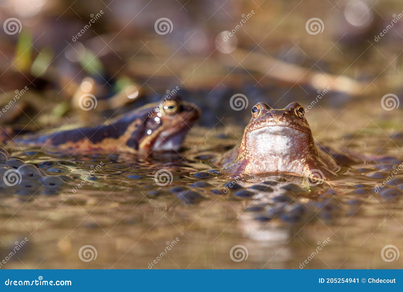Common Frogs Laying Eggs in a Marsh Stock Image - Image of travel ...