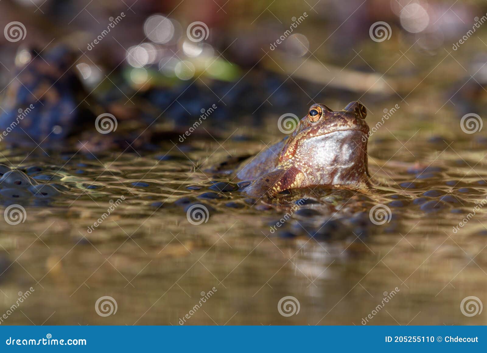 Common Frogs Laying Eggs in a Marsh Stock Photo - Image of travel ...