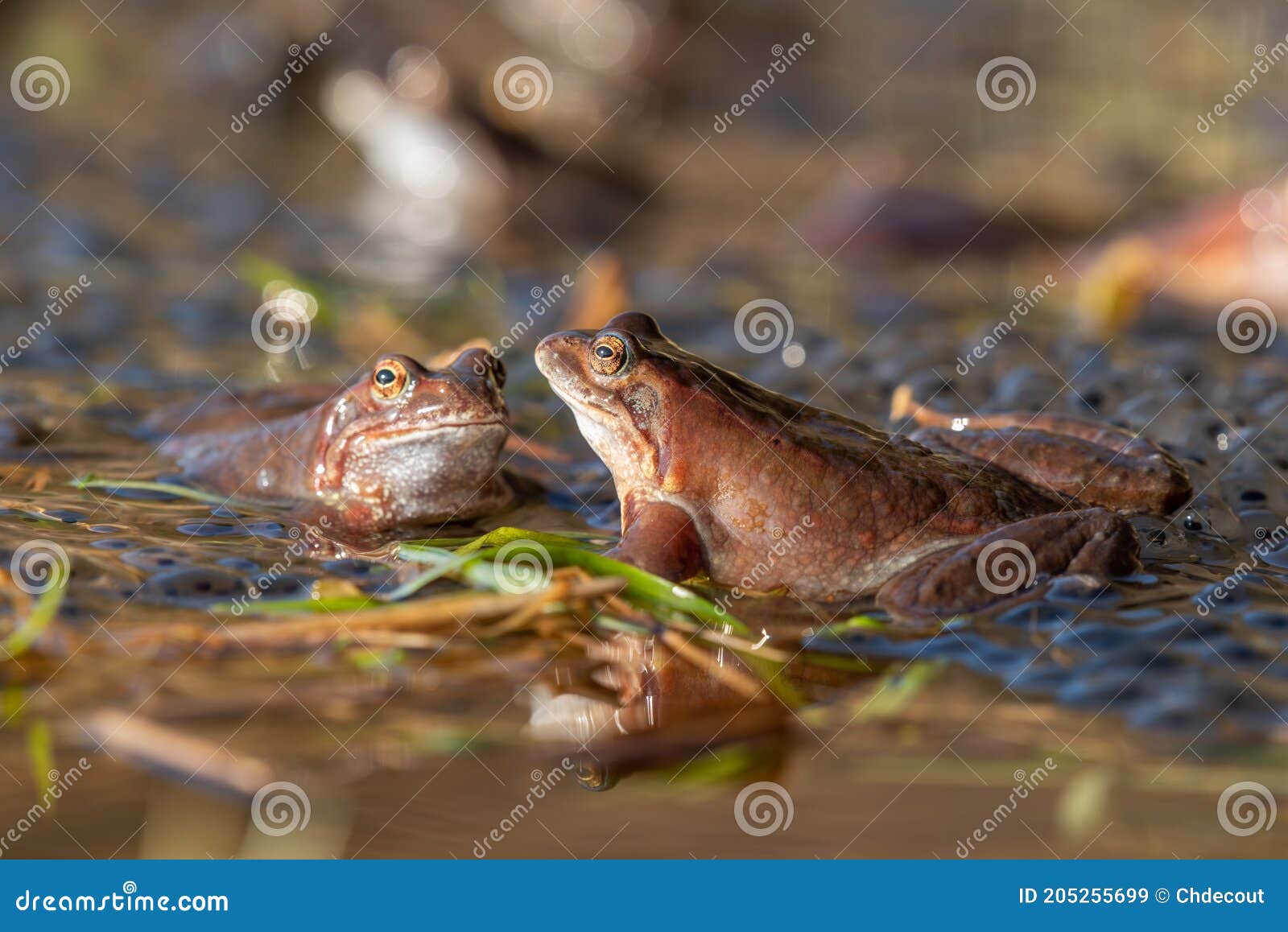 Common Frogs Laying Eggs in a Marsh Stock Image - Image of springtime ...