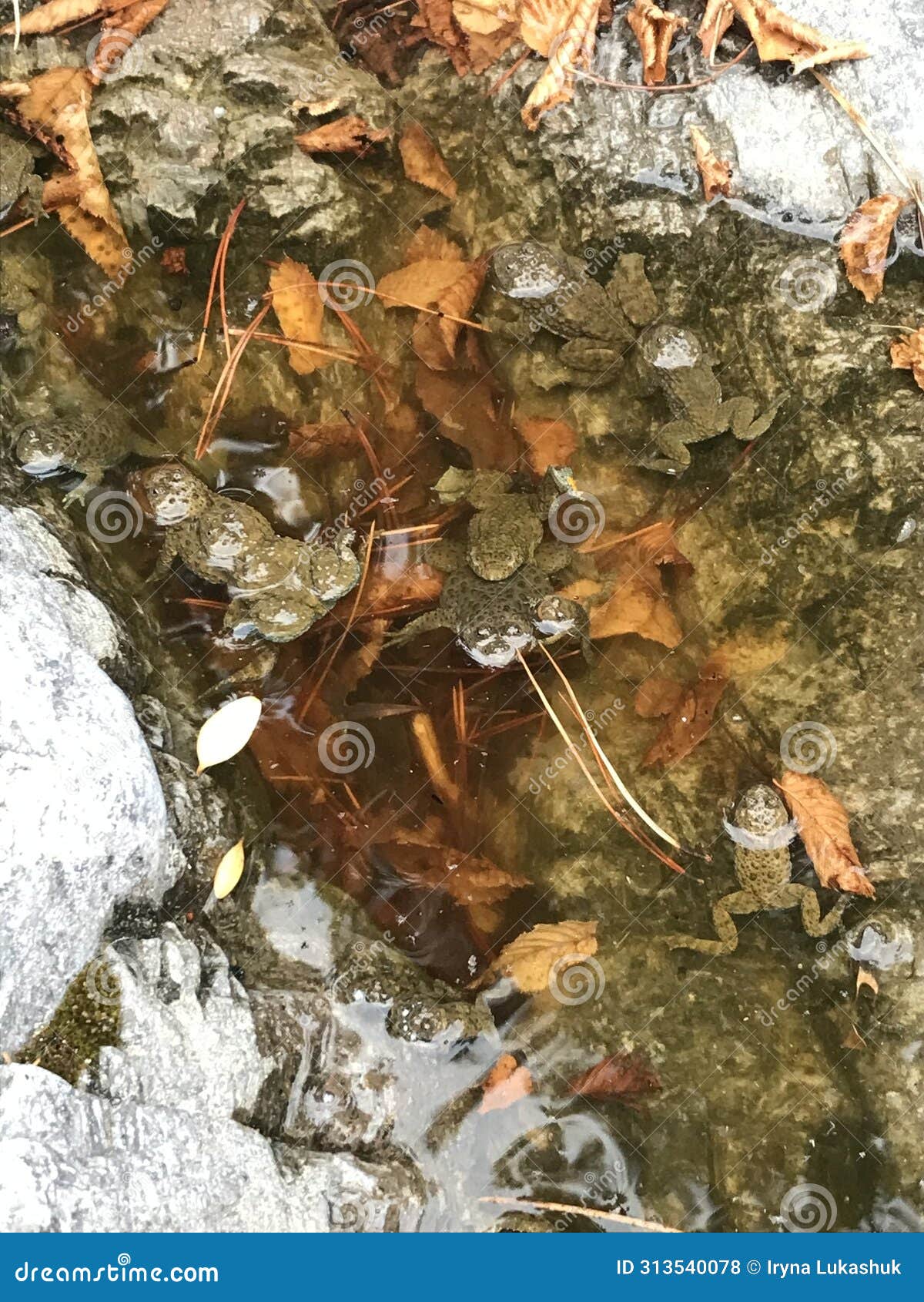 Common Frogs Sit in a Pond. Stock Photo - Image of biology, common ...