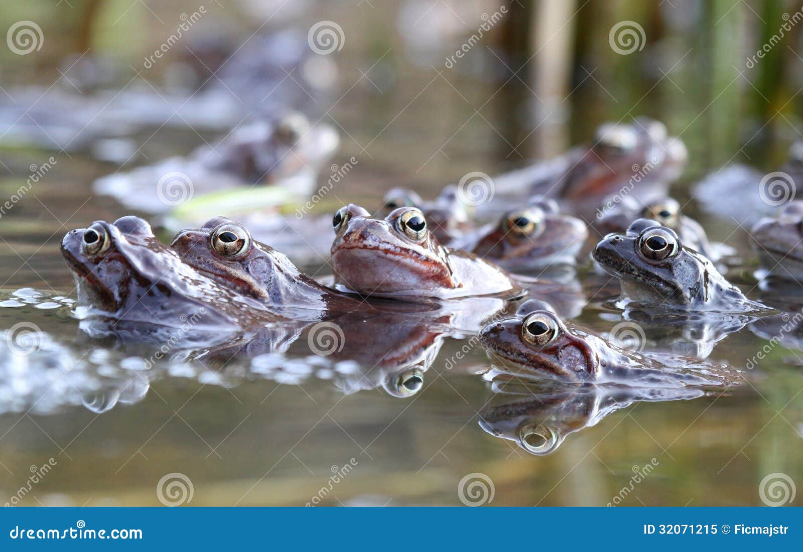 Common frogs stock image. Image of life, animal, cute - 32071215