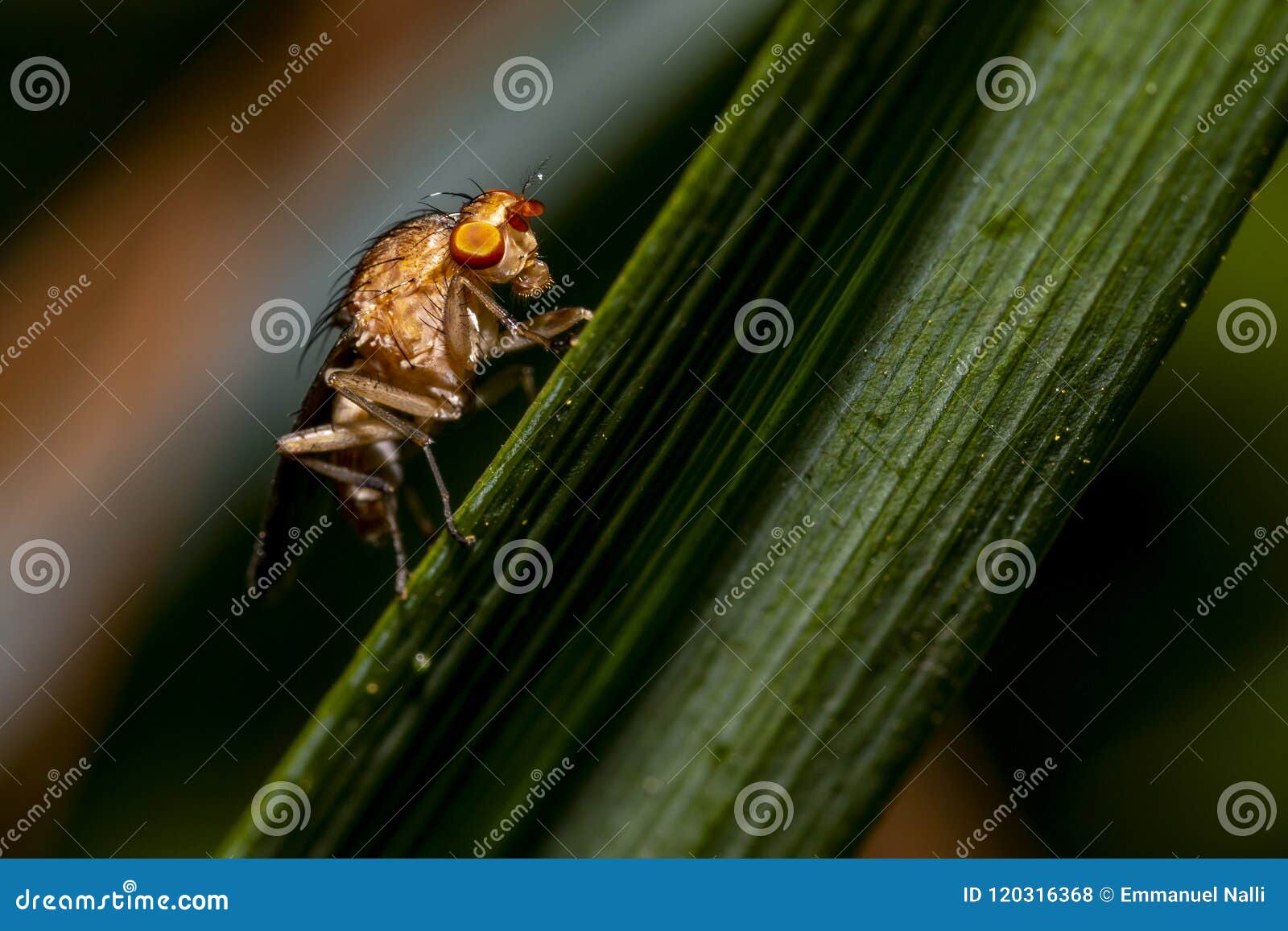 Common fruit fly stock photo. Image of nature, macro - 120316368