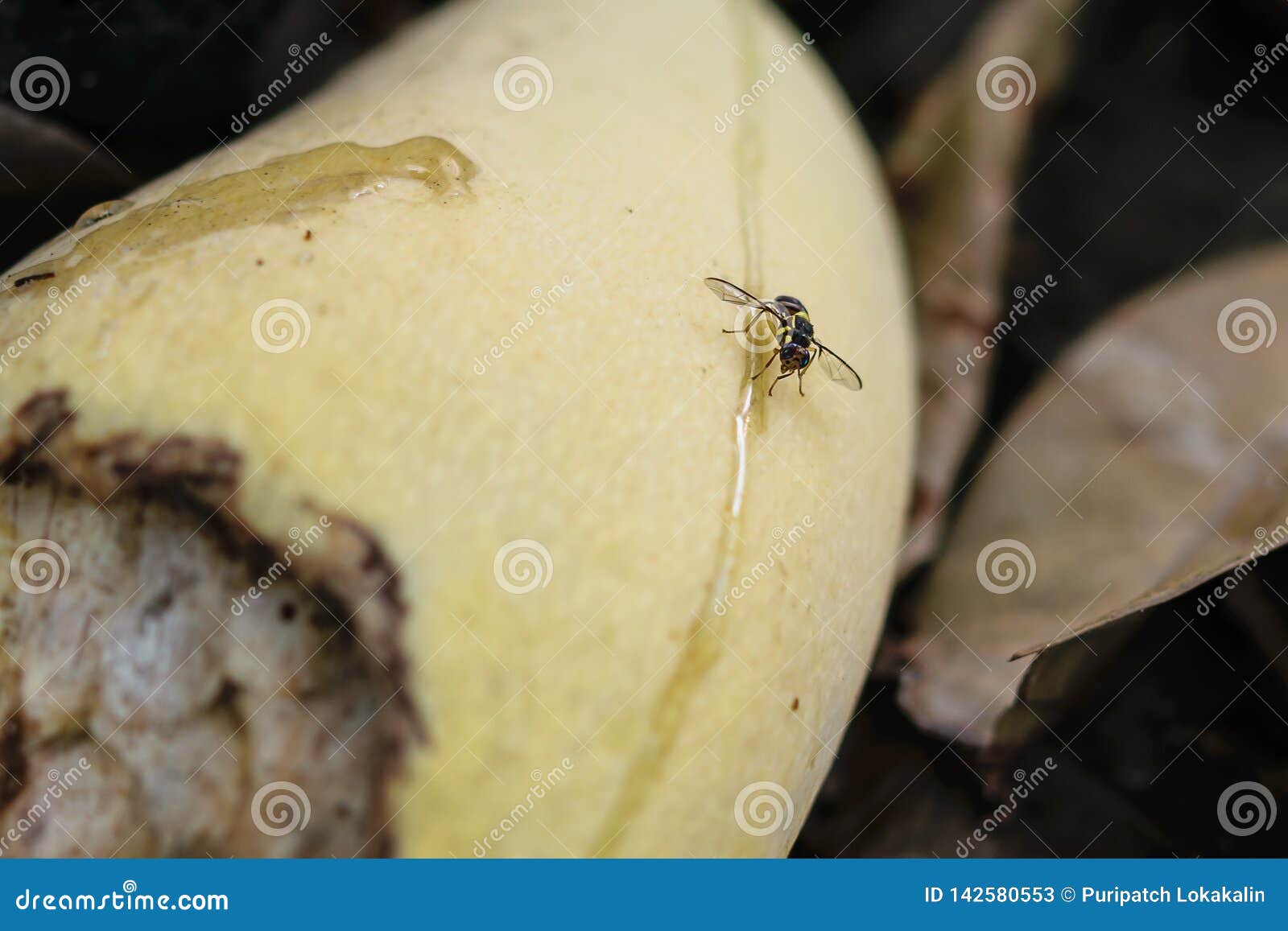 Common fruit fly on mango stock image. Image of organic - 142580553
