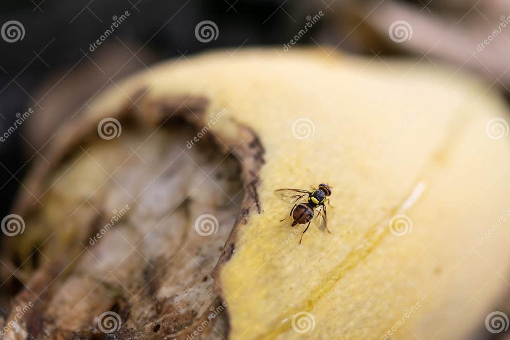 Common fruit fly on mango stock photo. Image of catch - 142580556