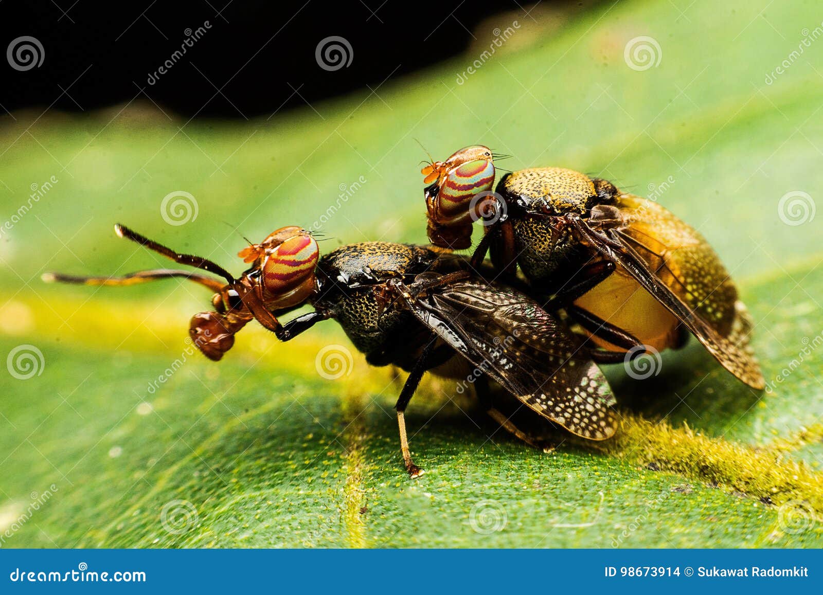 Common Fruit Fly while Mating Stock Photo - Image of nature, park: 98673914