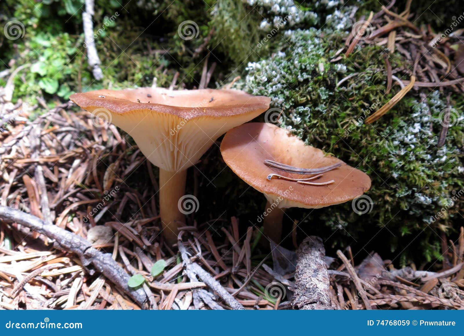 Common Funnel Cap - Clitocybe Gibba Stock Image - Image of funnel ...