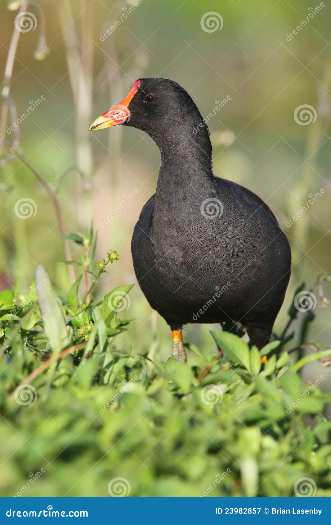 Common Gallinule stock image. Image of water, common - 23982857