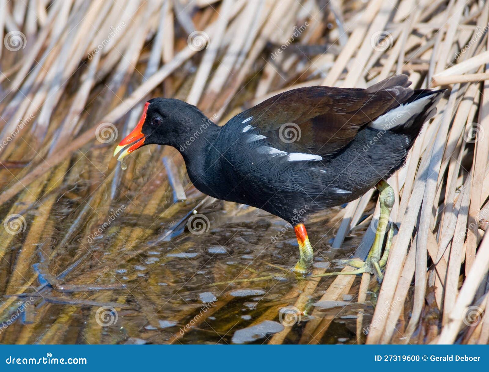 Common Gallinule stock photo. Image of conservation, yellow - 27319600