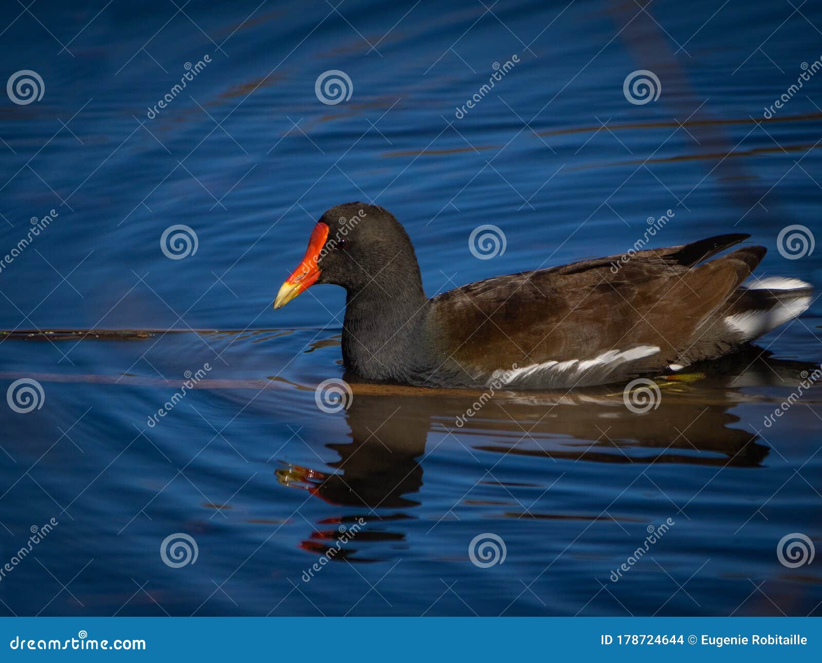 Common Gallinule bird stock photo. Image of sunny, winter - 178724644