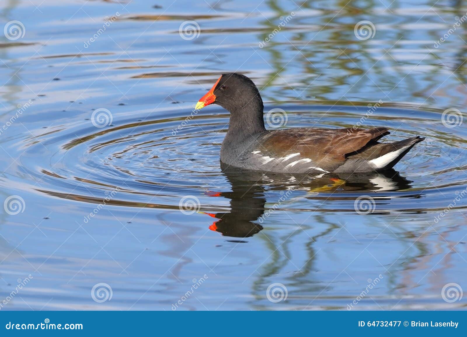 Common Gallinule Swimming in a Florida Marsh Stock Image - Image of ...