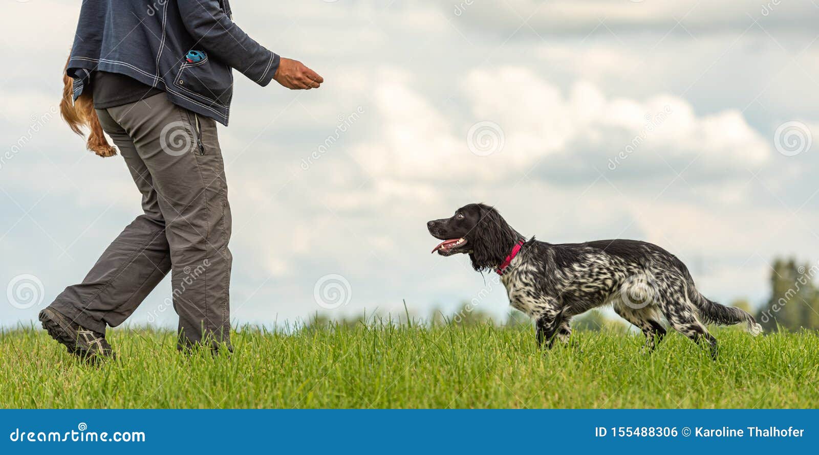 Common Game with a Cute Obedient Dog. Cocker Spaniel and Dog Owner ...