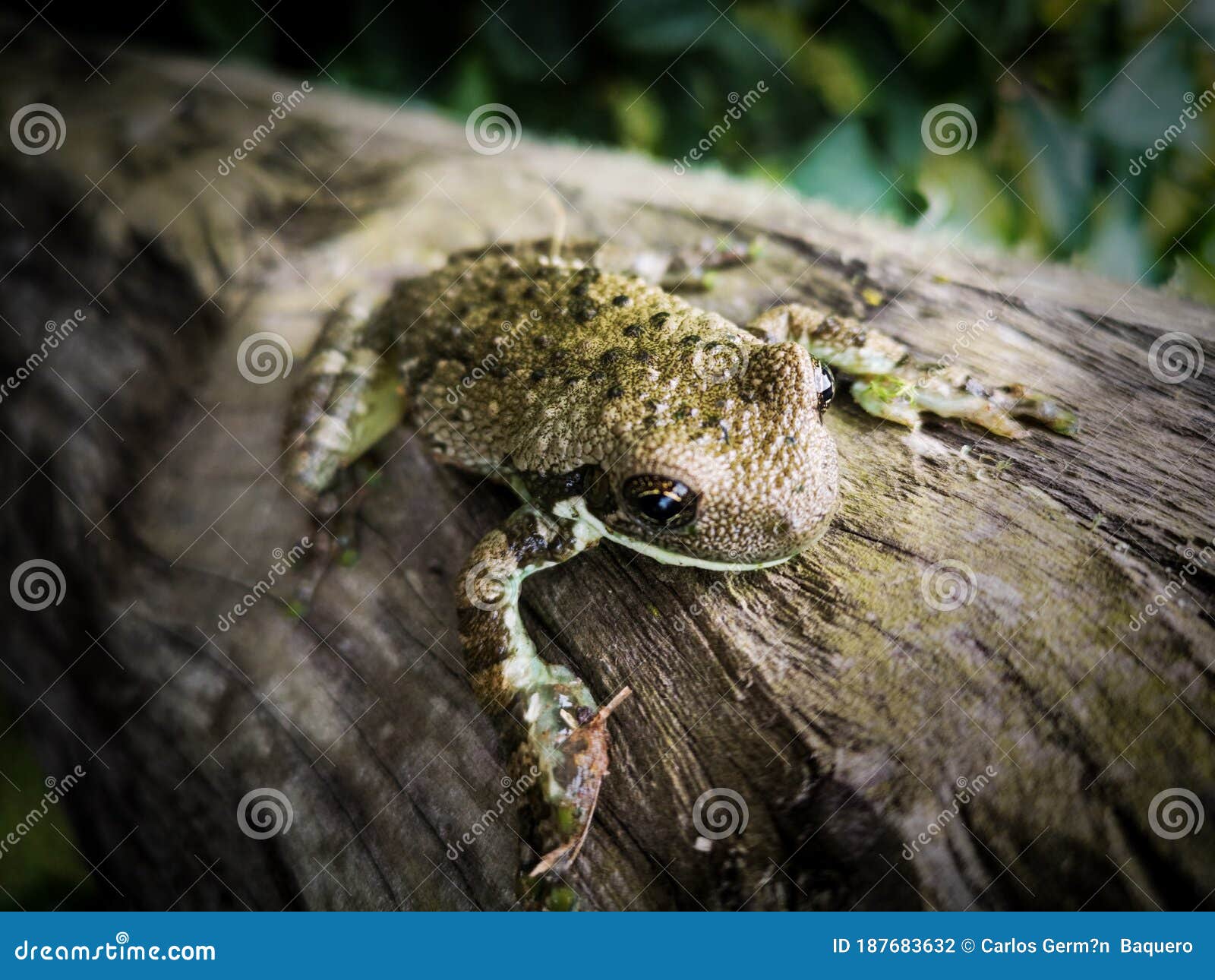 Common Garden Frog Climbing a Tree Stock Photo - Image of goggleeyed ...
