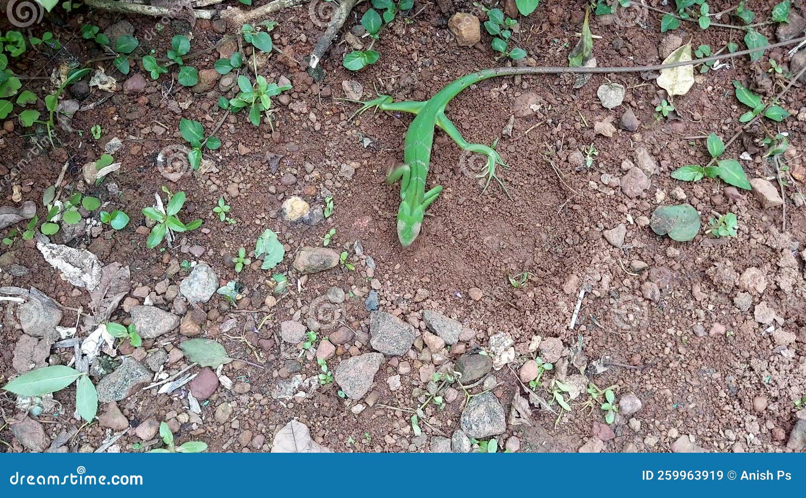 Common Garden Green Lizard Digging the Ground for Laying Eggs, Calotes ...